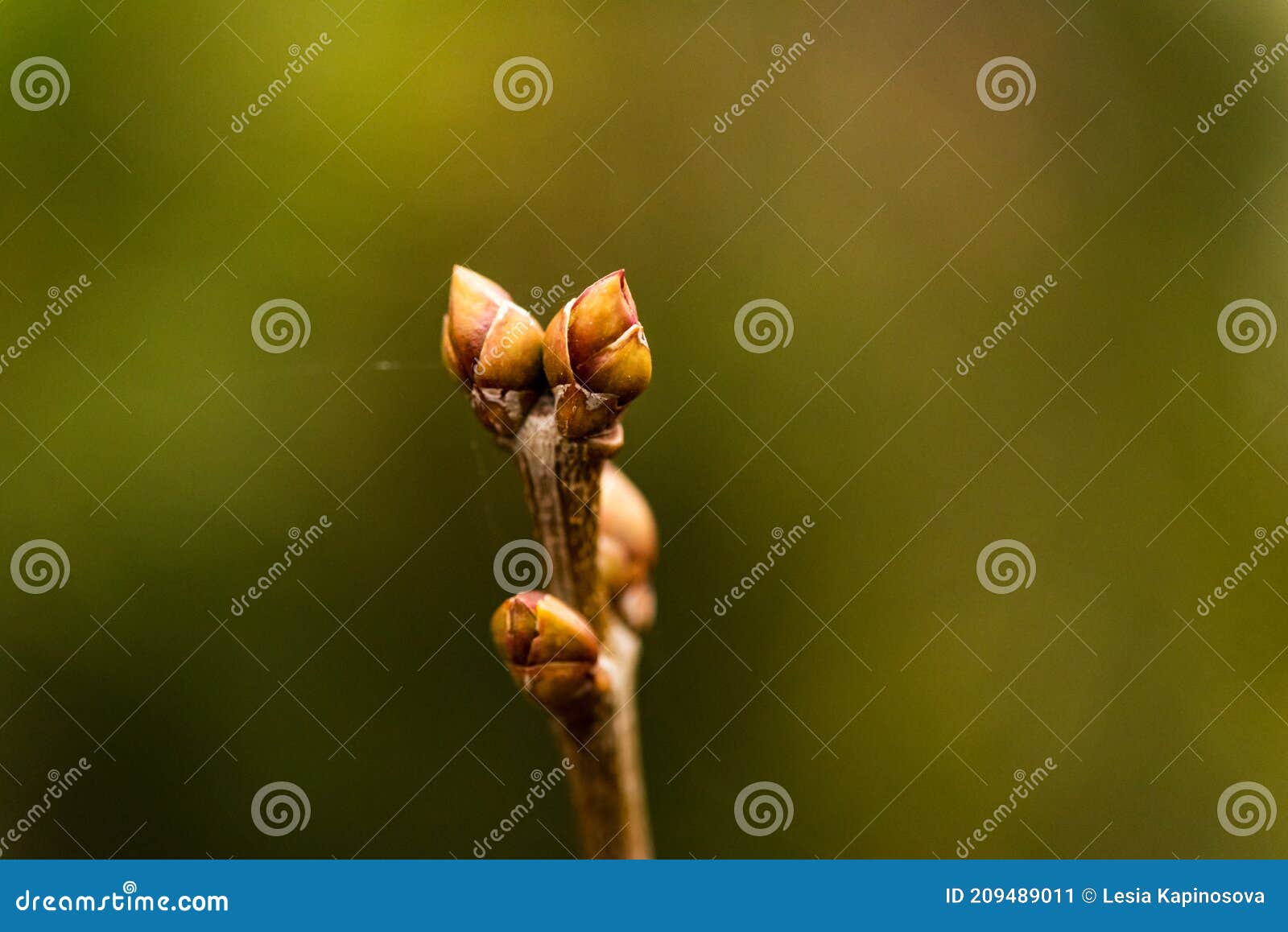 Tree Branches with Spring Green Budding Leaves Closeup. Springtime ...