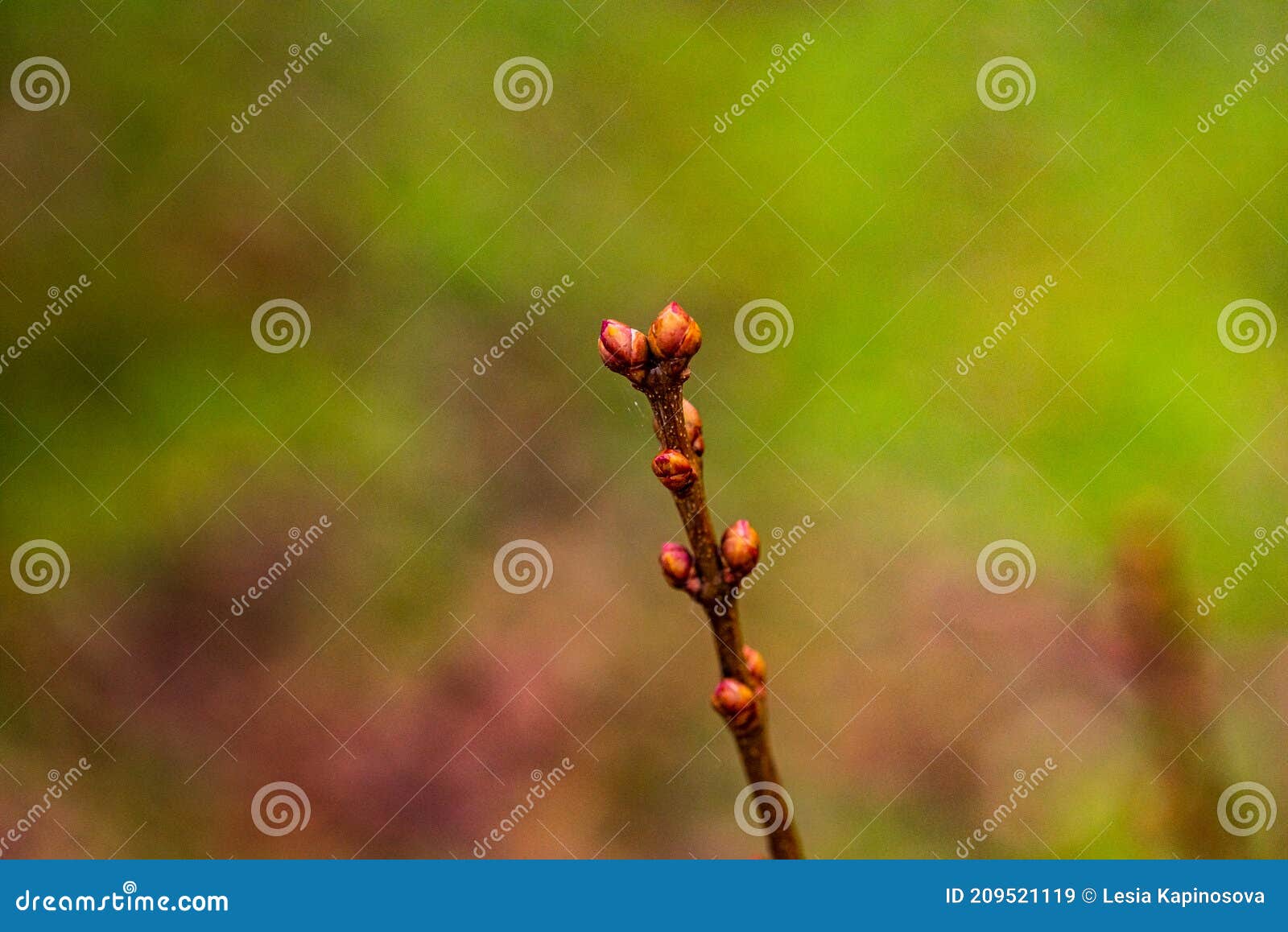 Tree Branches with Spring Green Budding Leaves Closeup. Springtime ...