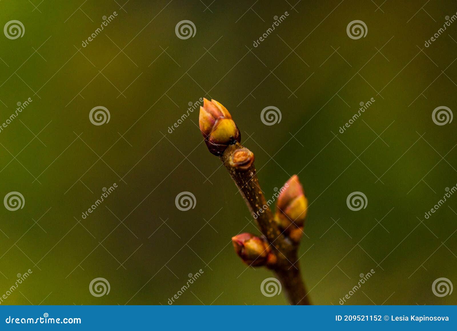 Tree Branches with Spring Green Budding Leaves Closeup. Springtime ...