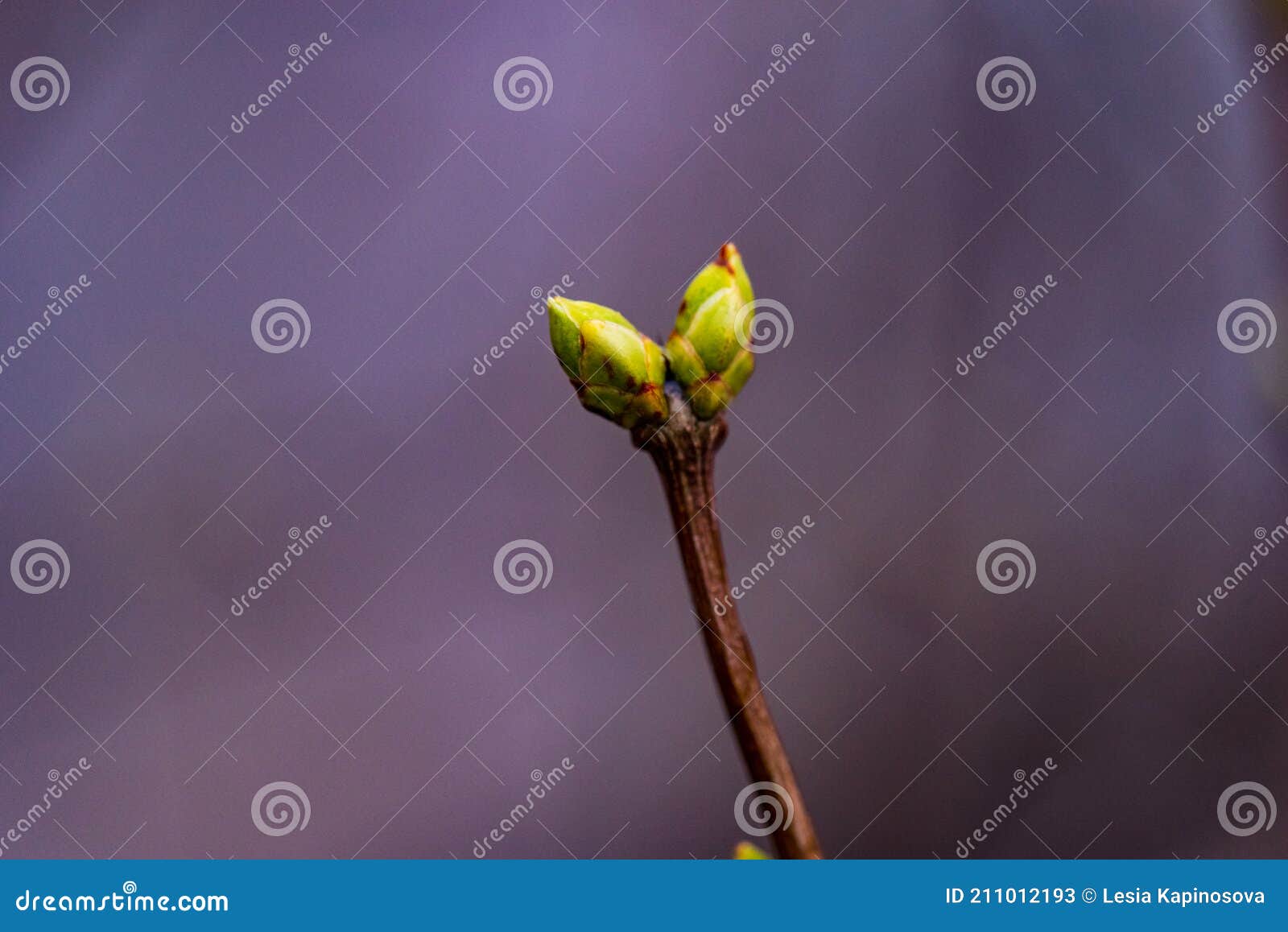 Tree Branches with Spring Green Budding Leaves. Tree Buds in Spring ...