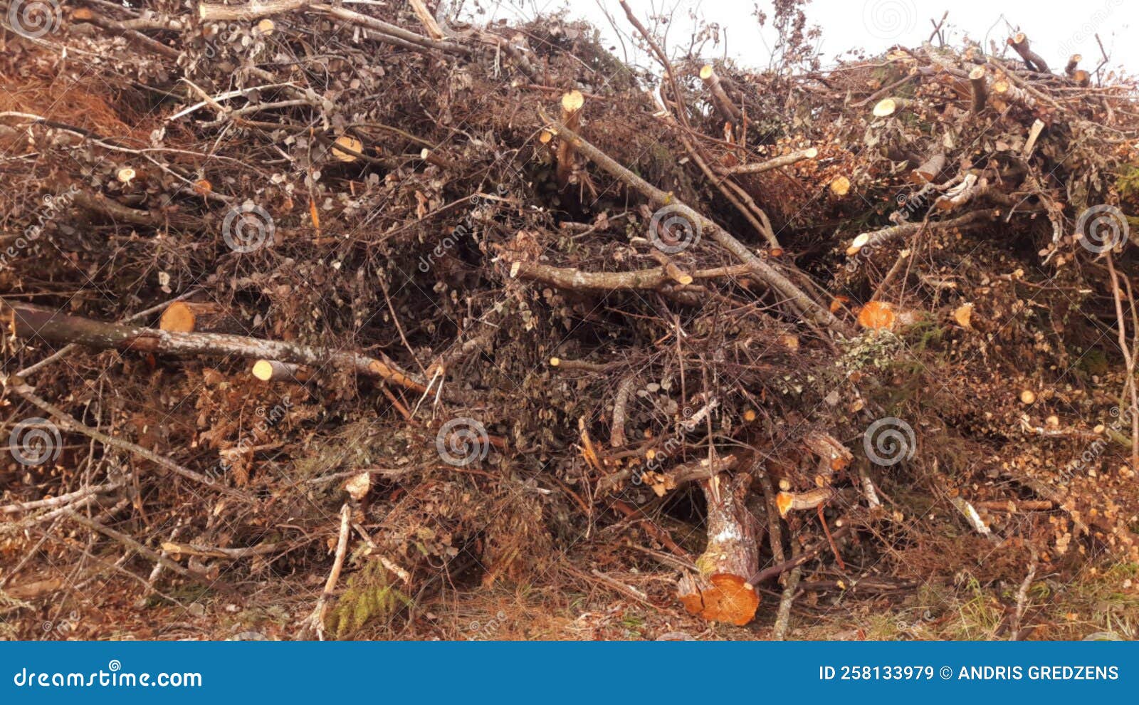 Tree branches stack stock image. Image of stack, agriculture - 258133979