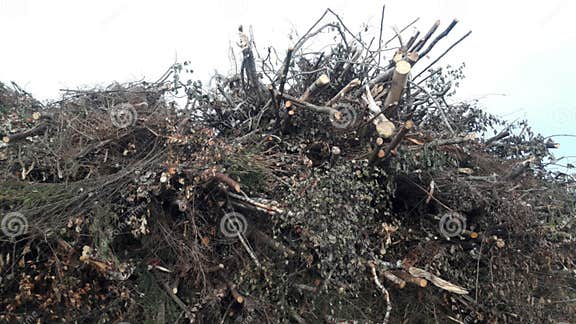 Tree branches stack stock image. Image of energy, winter - 258134071