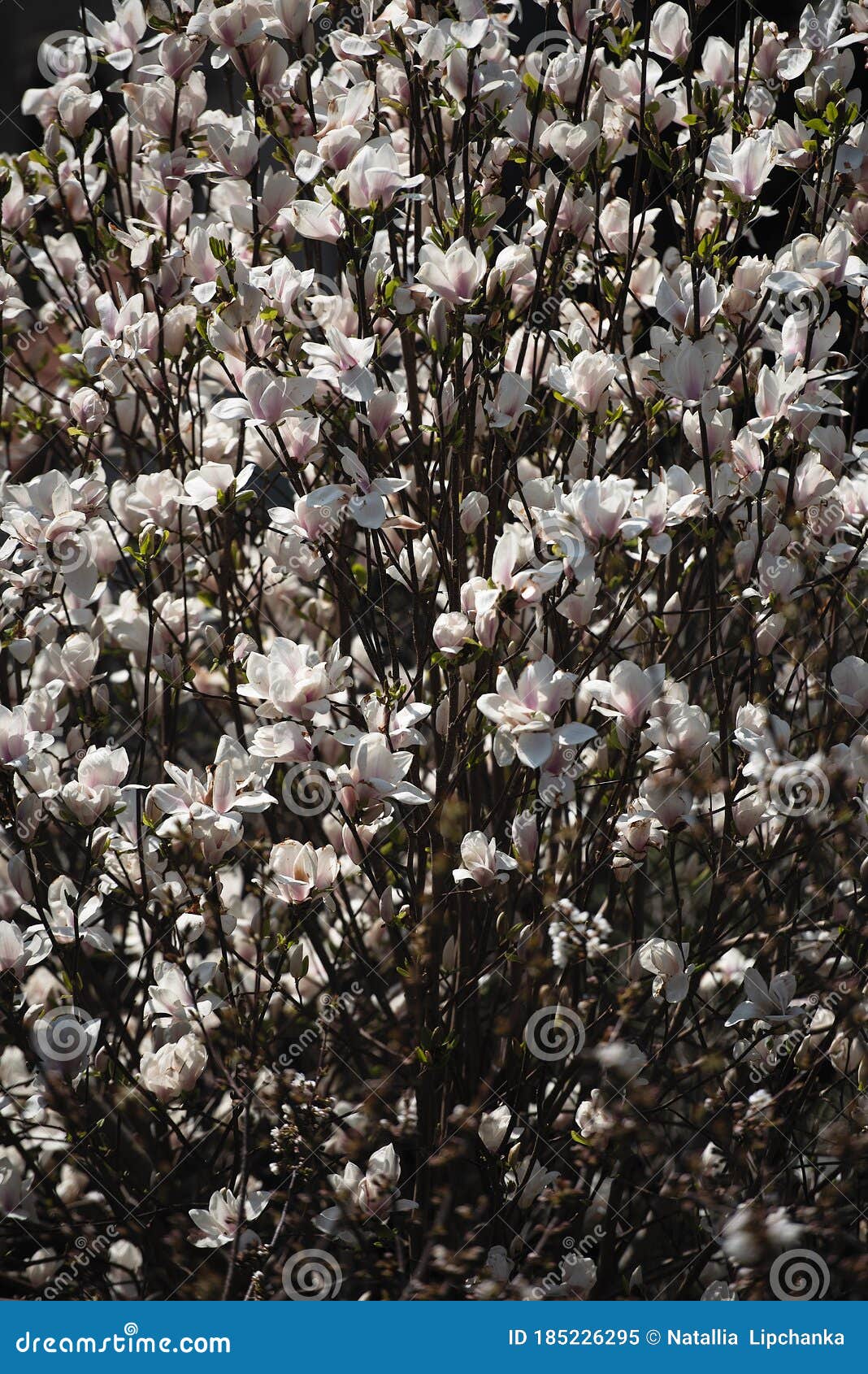 Tree Branches are Strewn with Flowers, Stock Image - Image of flowers ...