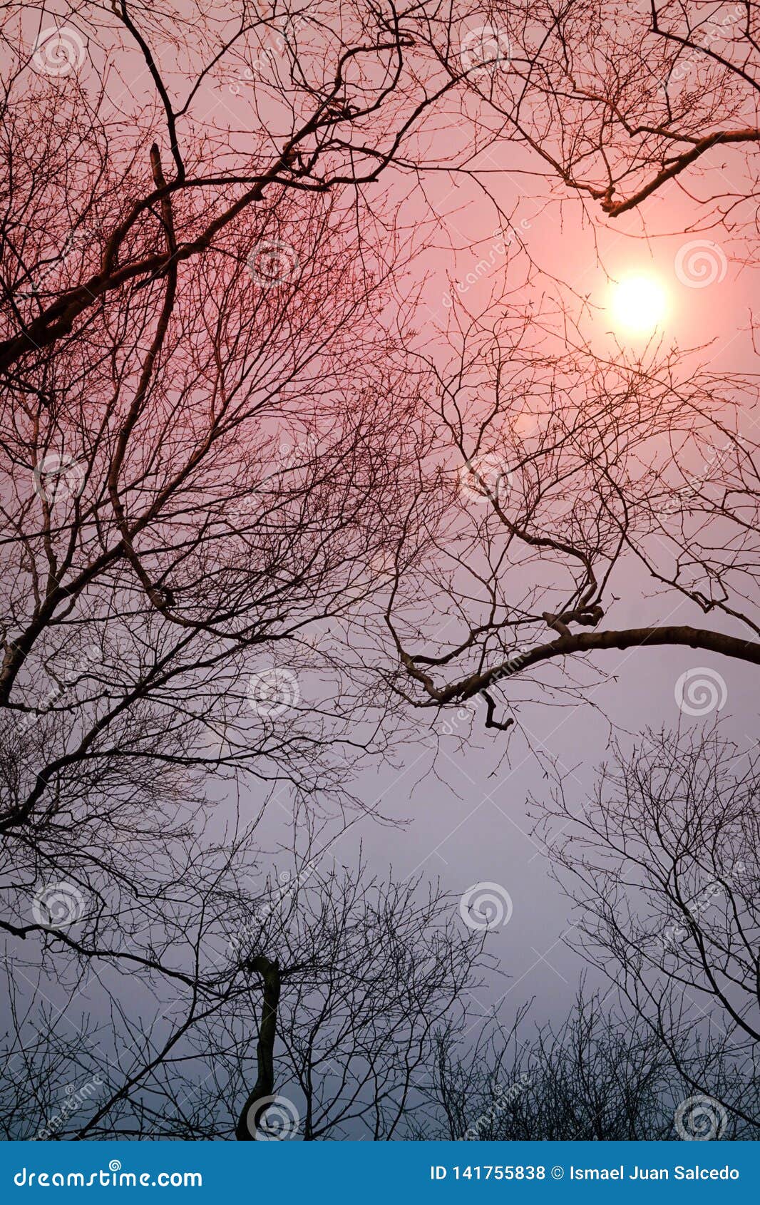 Tree branches and sun stock photo. Image of springtime - 141755838