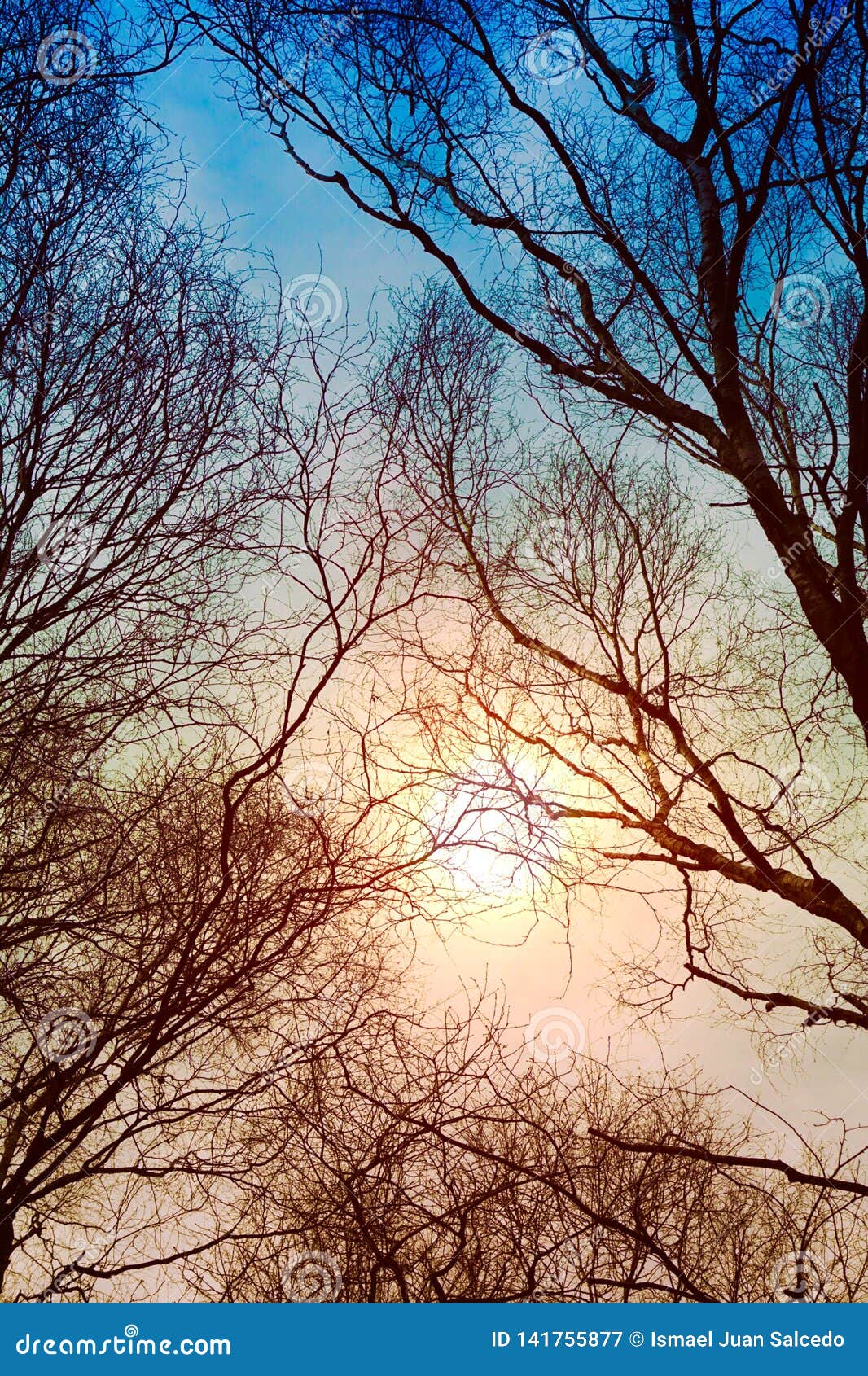 Tree branches and sun stock image. Image of mountain - 141755877