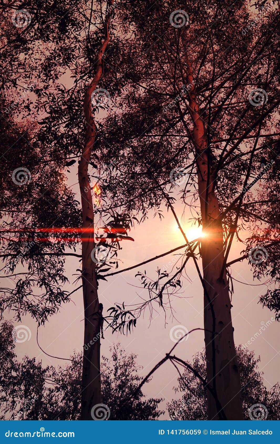 Tree branches and sun stock image. Image of trees, outdoors - 141756059
