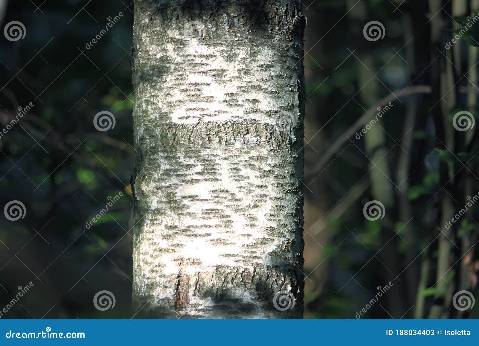 Tree Branches in Sunlight in Summer Forest. Light and Shadows Stock ...