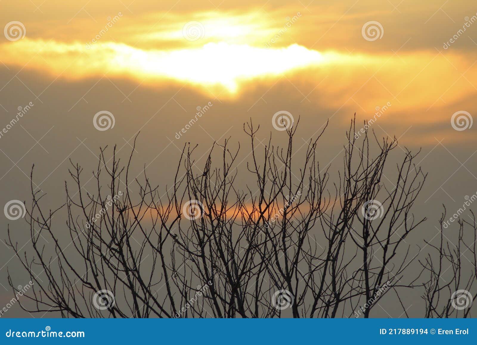 Tree Branches during Sunset Stock Photo - Image of cloud, morning ...