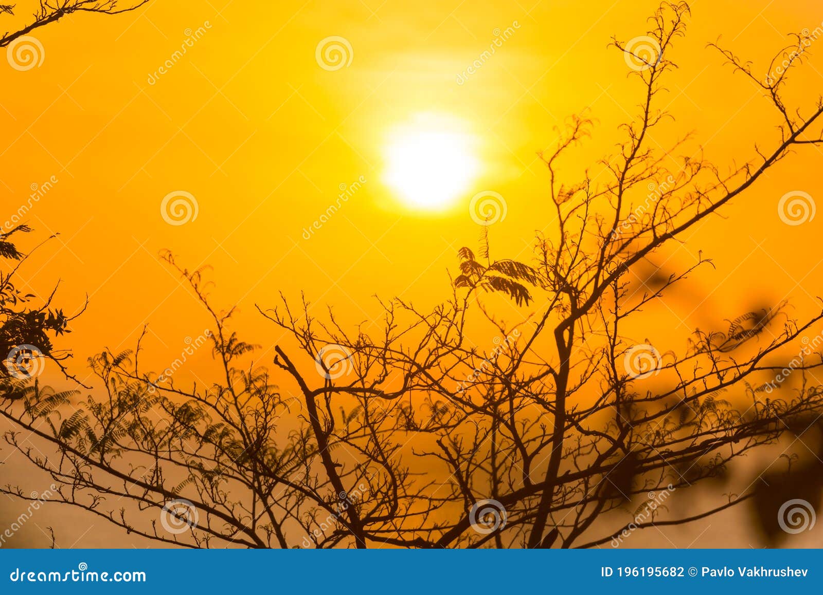 Tree Branches through Sunset Sun Stock Photo - Image of bright, sunset ...