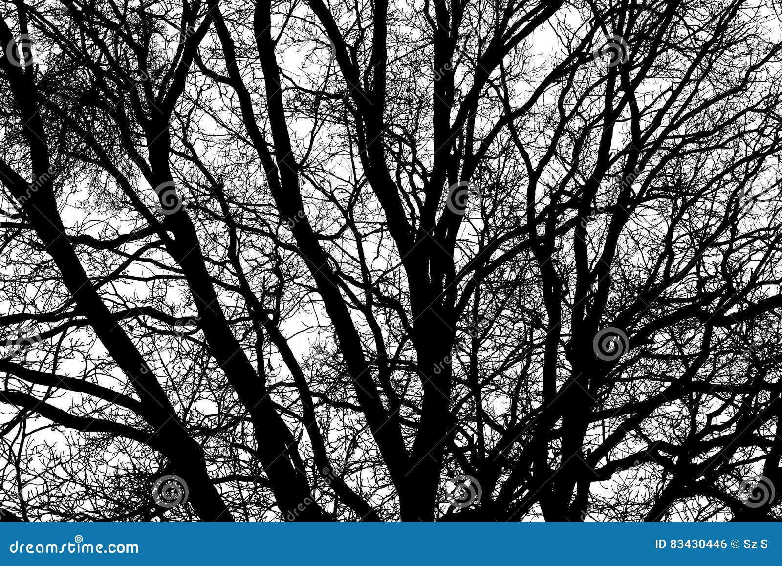 Tree branches texture stock photo. Image of white, wood - 83430446