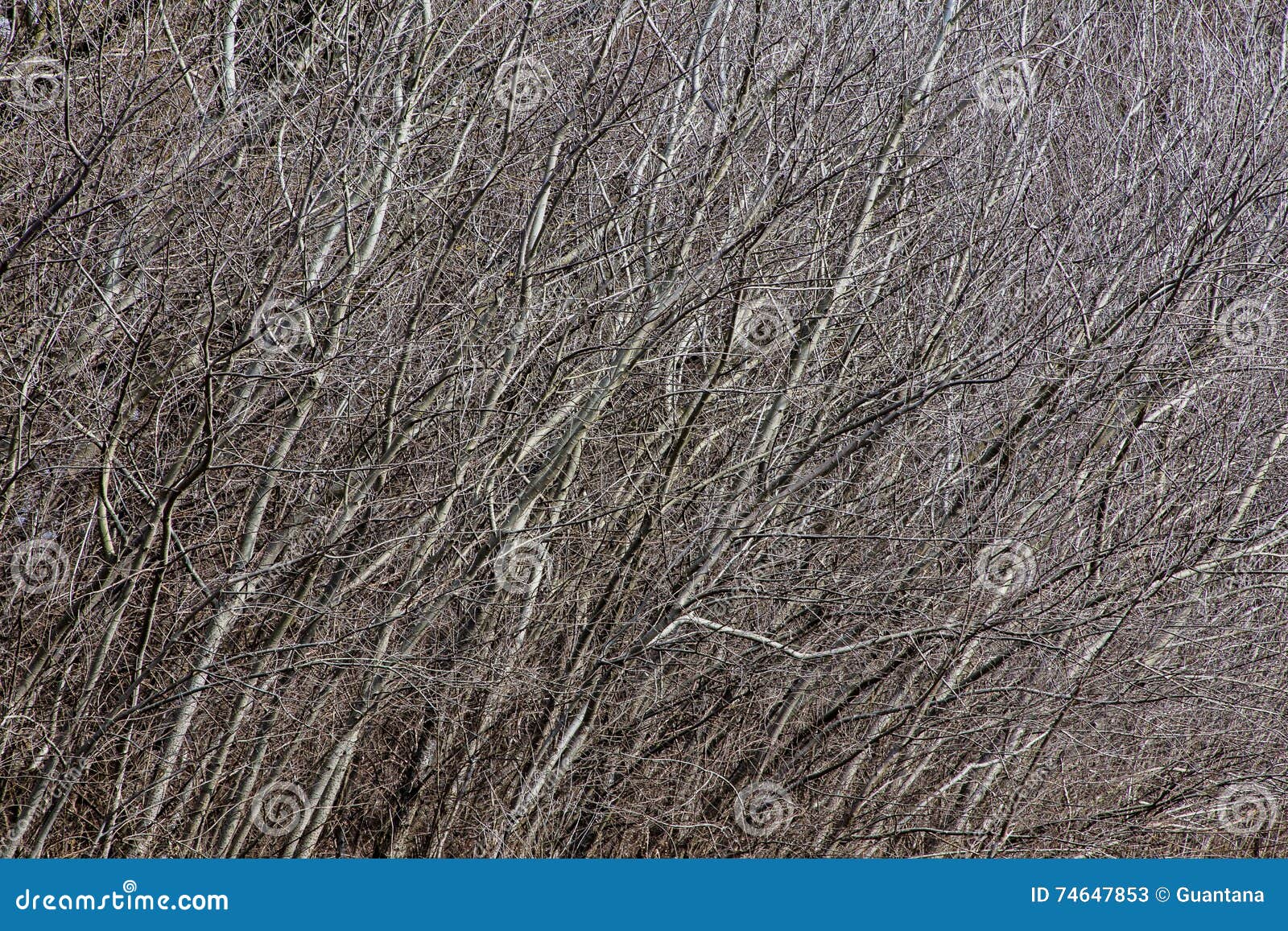 Tree branches texture stock image. Image of organic, background - 74647853