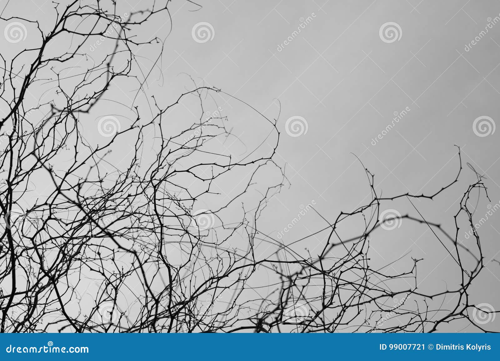 Tree branches thorns stock image. Image of white, wintertime - 99007721
