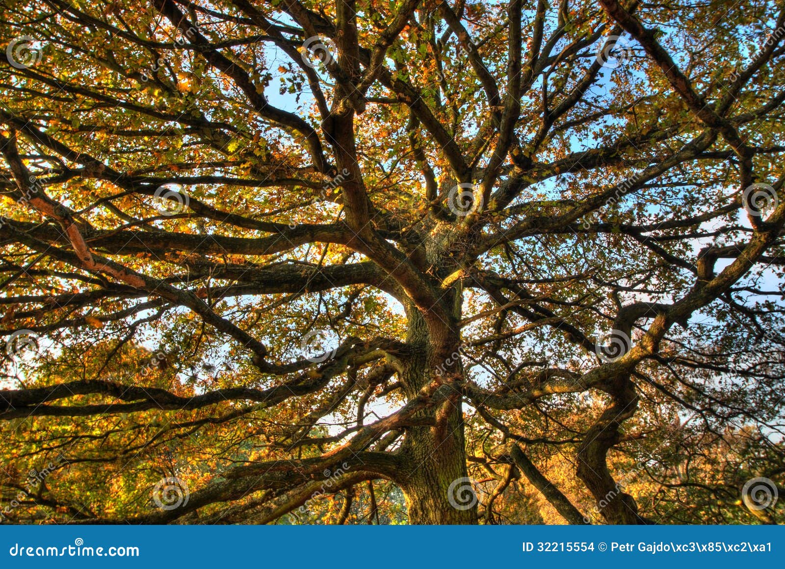 Tree branches stock photo. Image of backgroung, life - 32215554