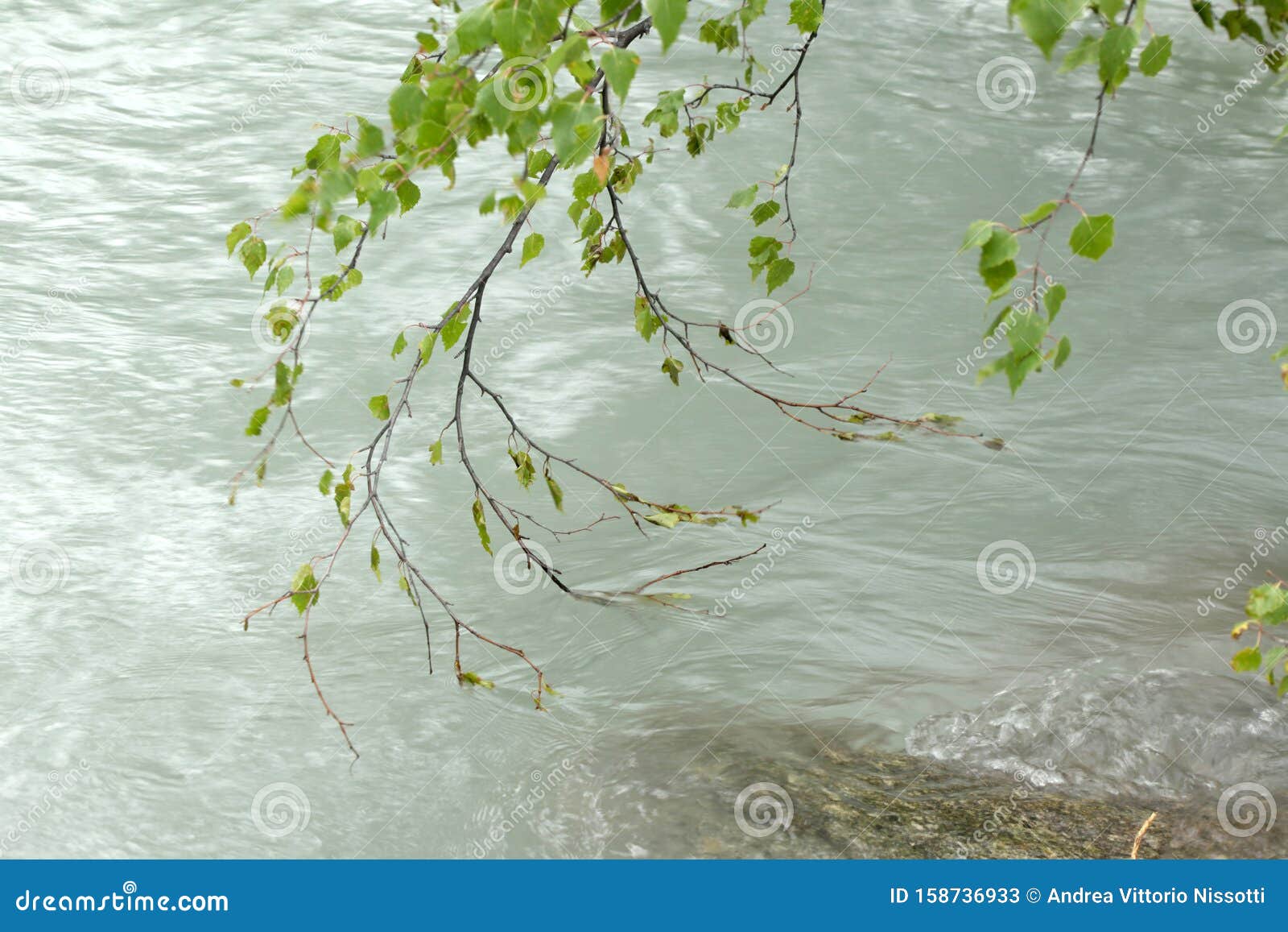 Tree Branches Touching and Bent Over by the Water Stream of a River ...