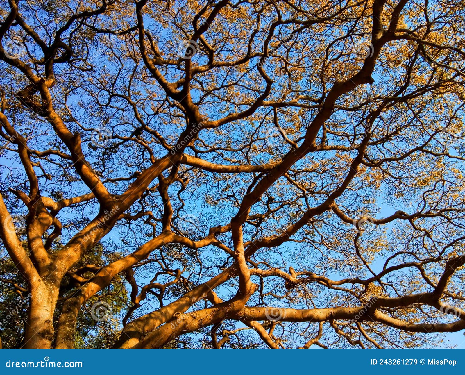 Tree Branches. Tree Top Branches Under Bluish Winter Sky Stock Image ...