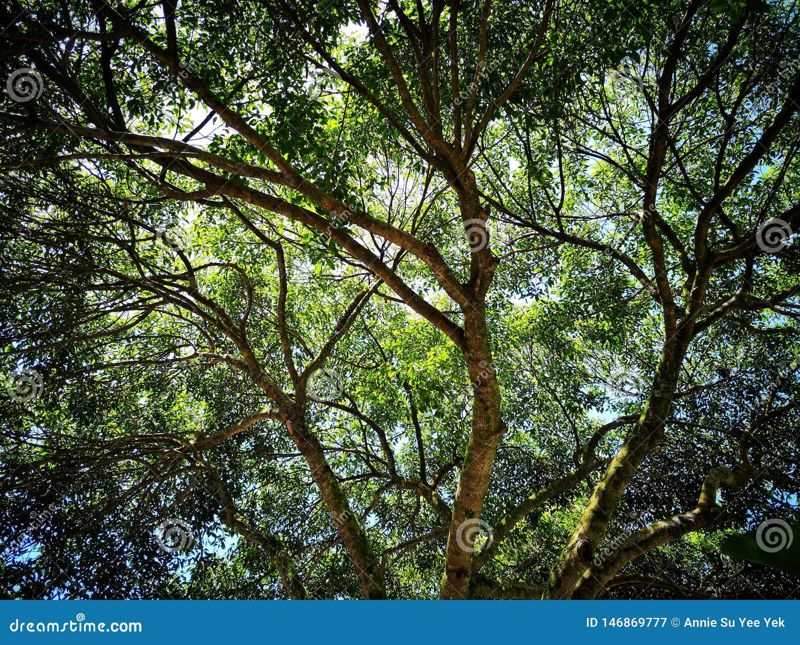 Tree and branches stock image. Image of tropical, tree - 146869777
