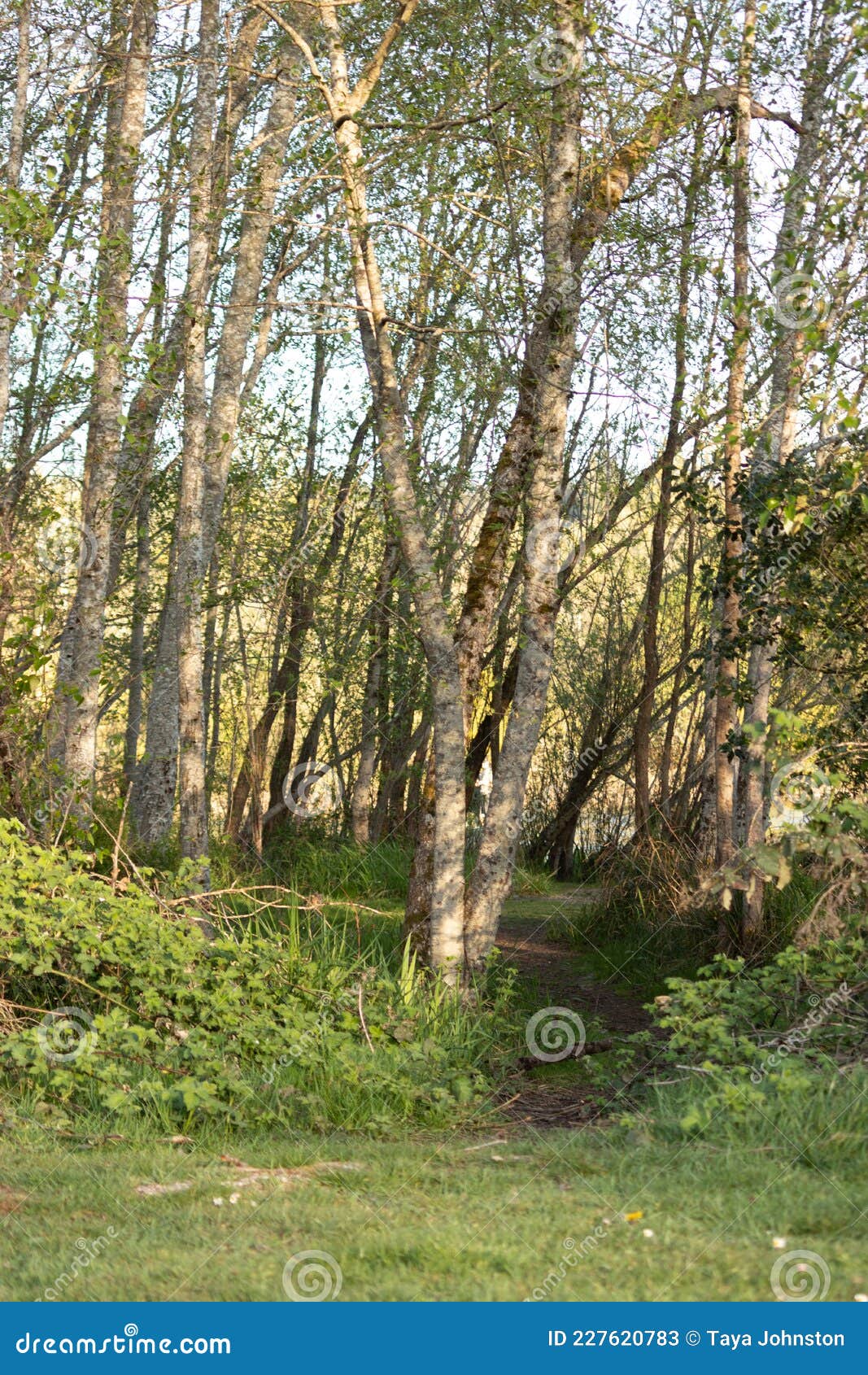 Tree Branches and Trunks Along Edge of Small Meadow Clearing Stock ...