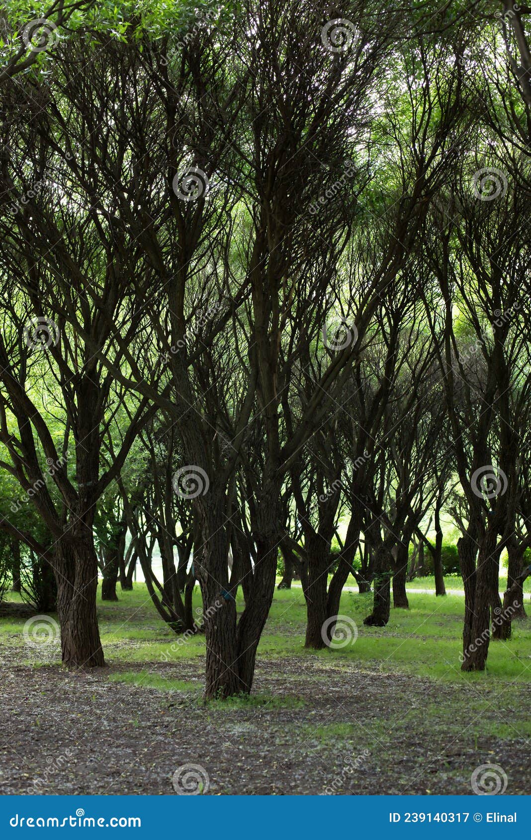 Tree Branches and Trunks, Spring. Stock Image - Image of nature, branch ...