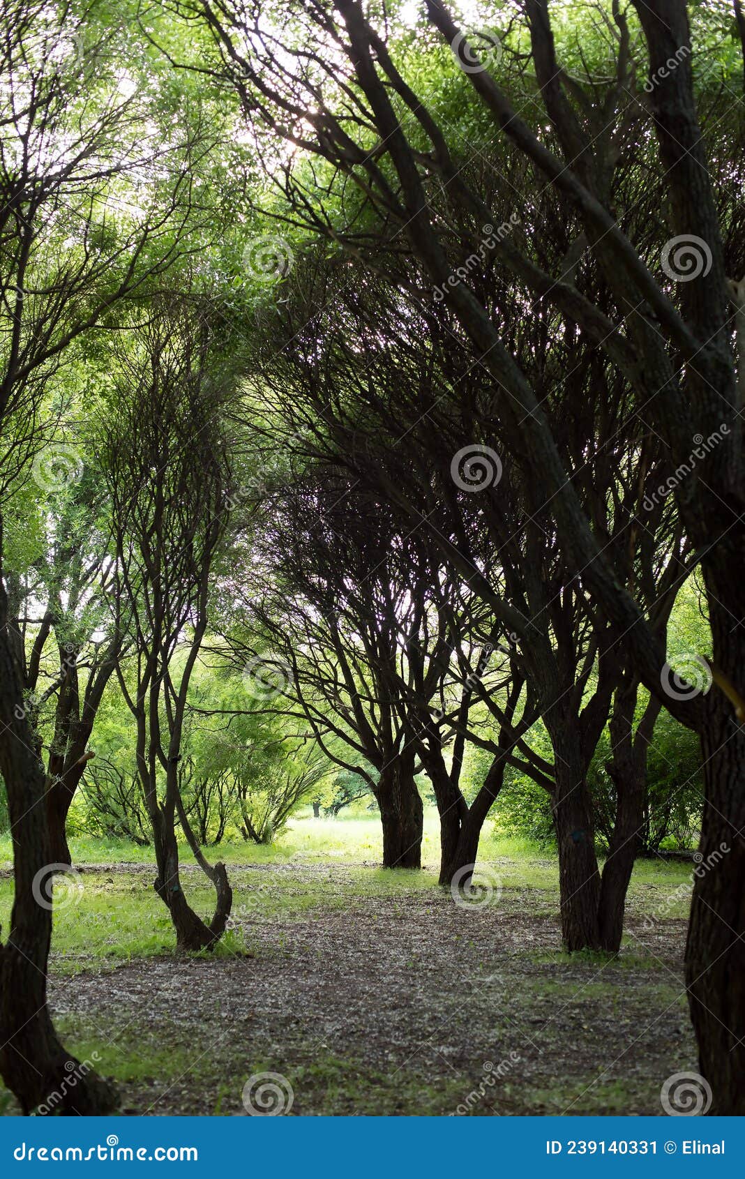 Tree Branches and Trunks, Spring. Stock Image - Image of sunny ...