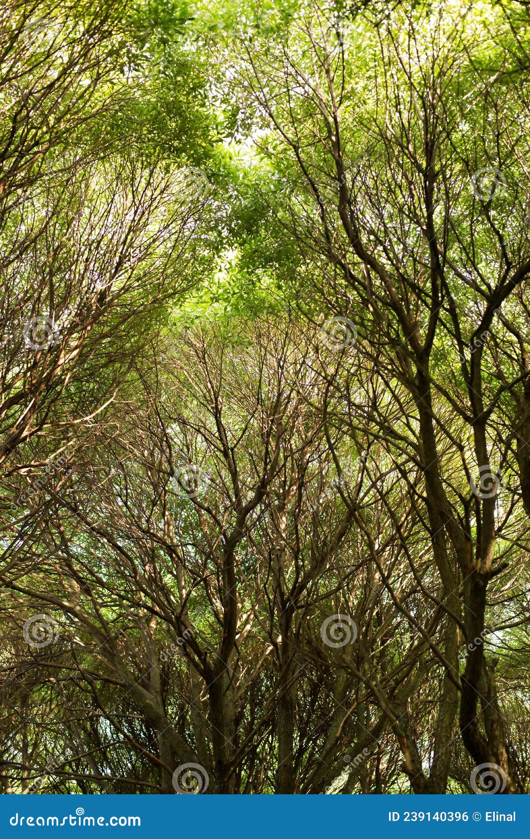 Tree Branches and Trunks, Spring. Stock Photo - Image of city, nature ...