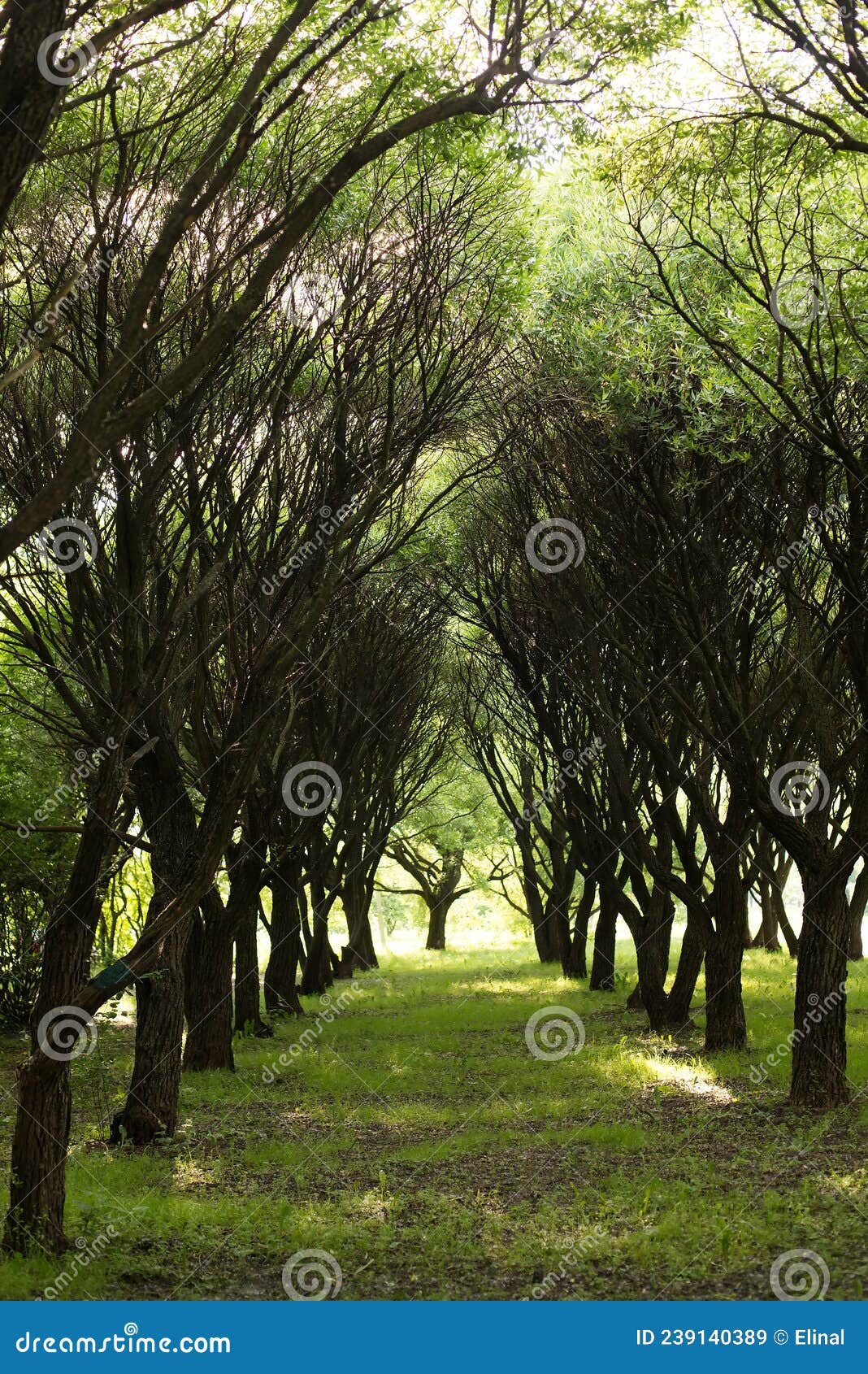 Tree Branches and Trunks, Spring. Stock Image - Image of environment ...