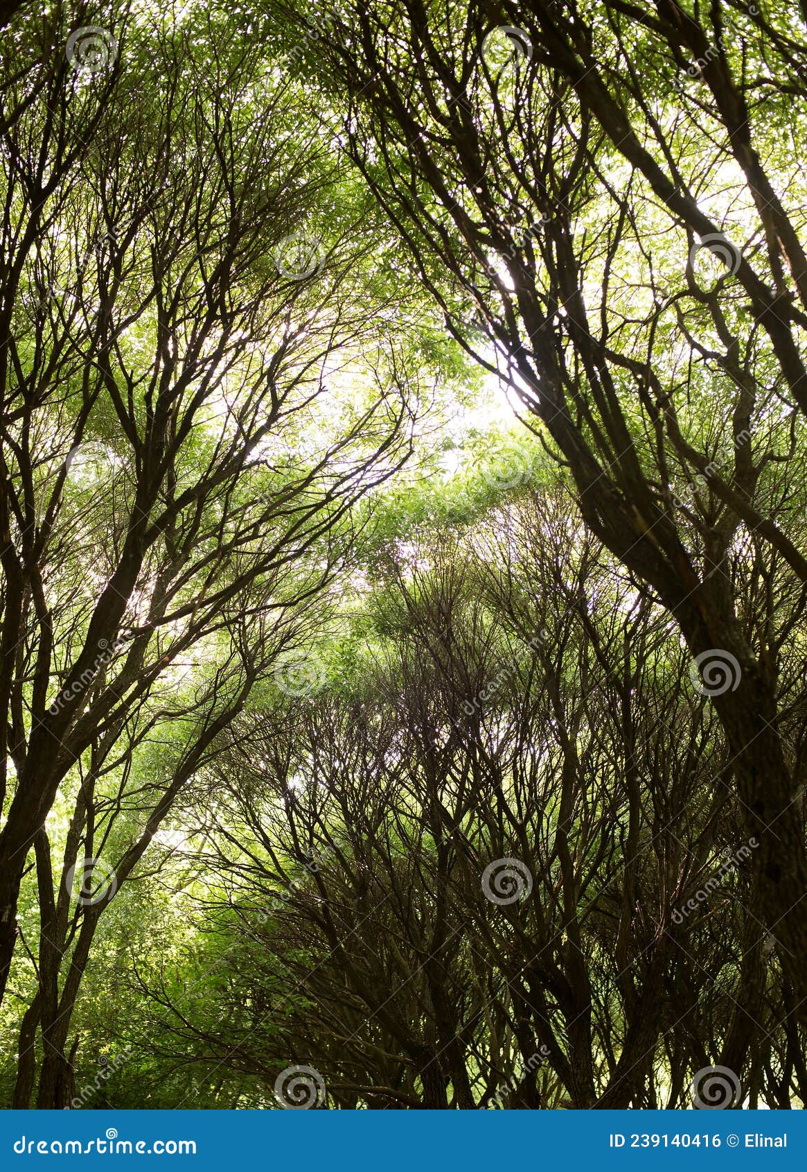 Tree Branches and Trunks, Spring. Stock Photo - Image of plant, growth ...