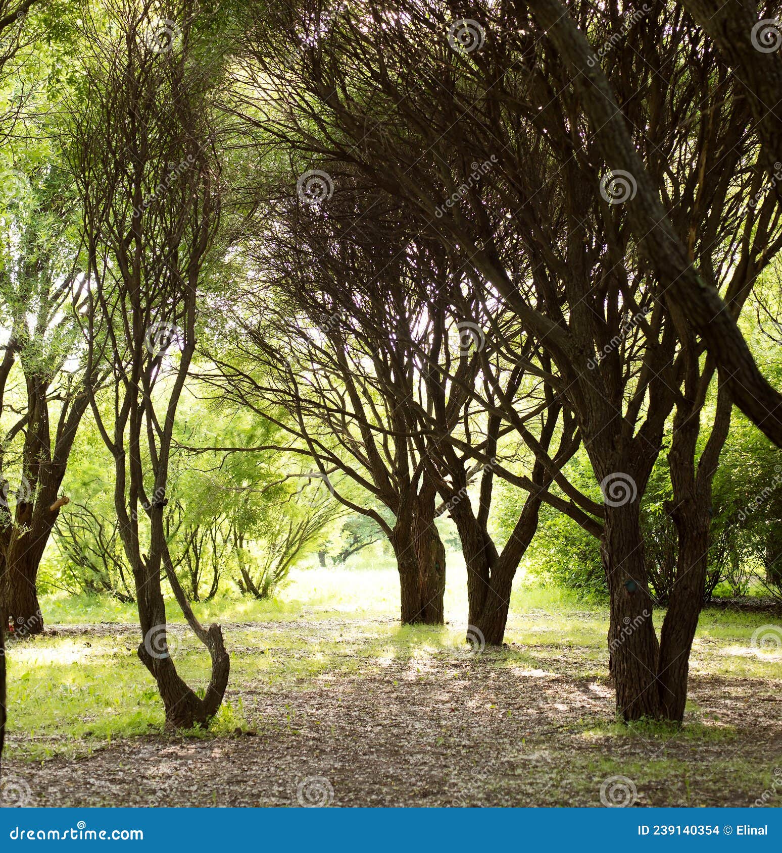 Tree Branches and Trunks, Spring. Stock Photo - Image of flora, park ...