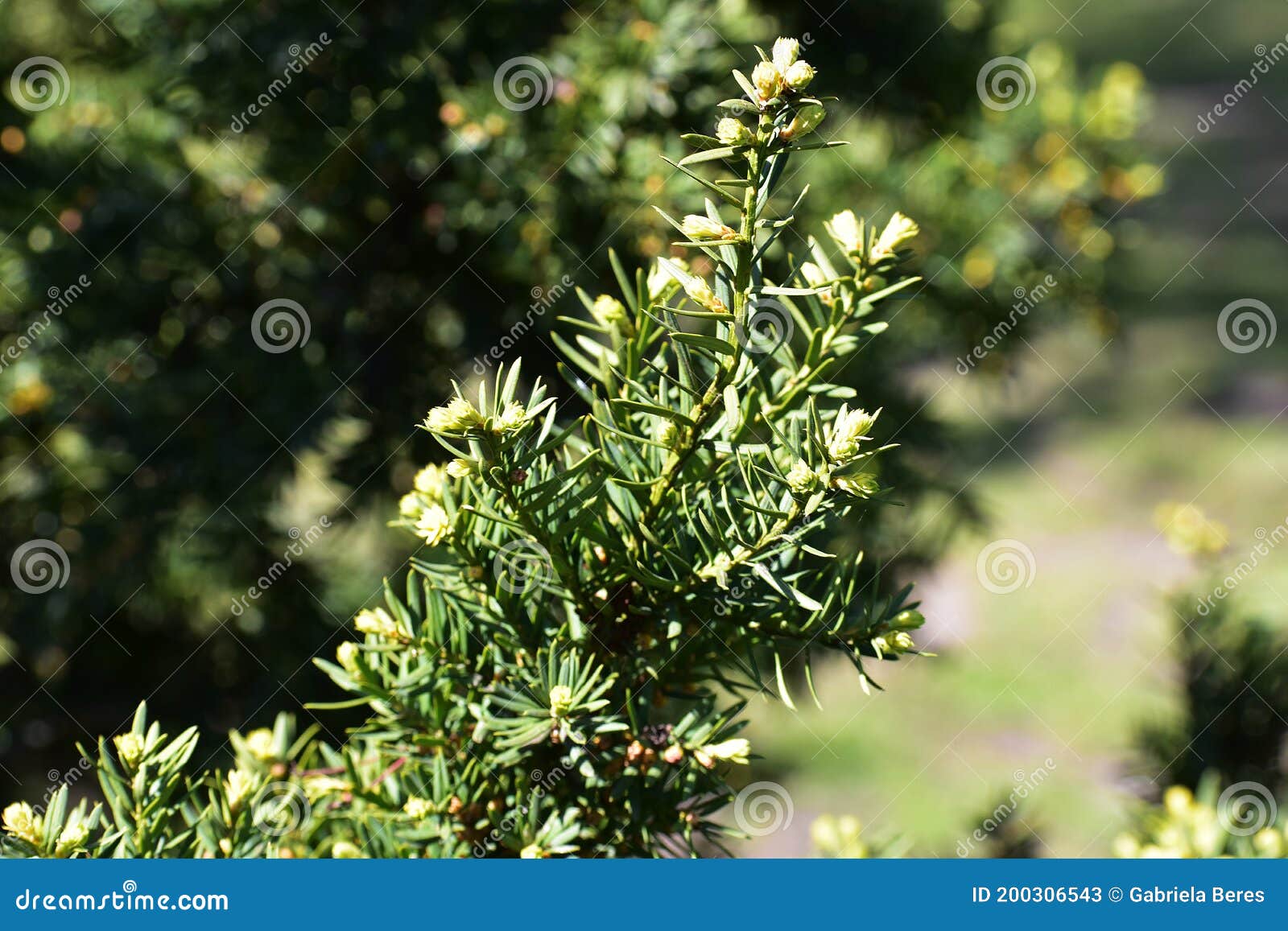 Tree Branches of Tsuga Canadensis. Stock Image - Image of fresh ...