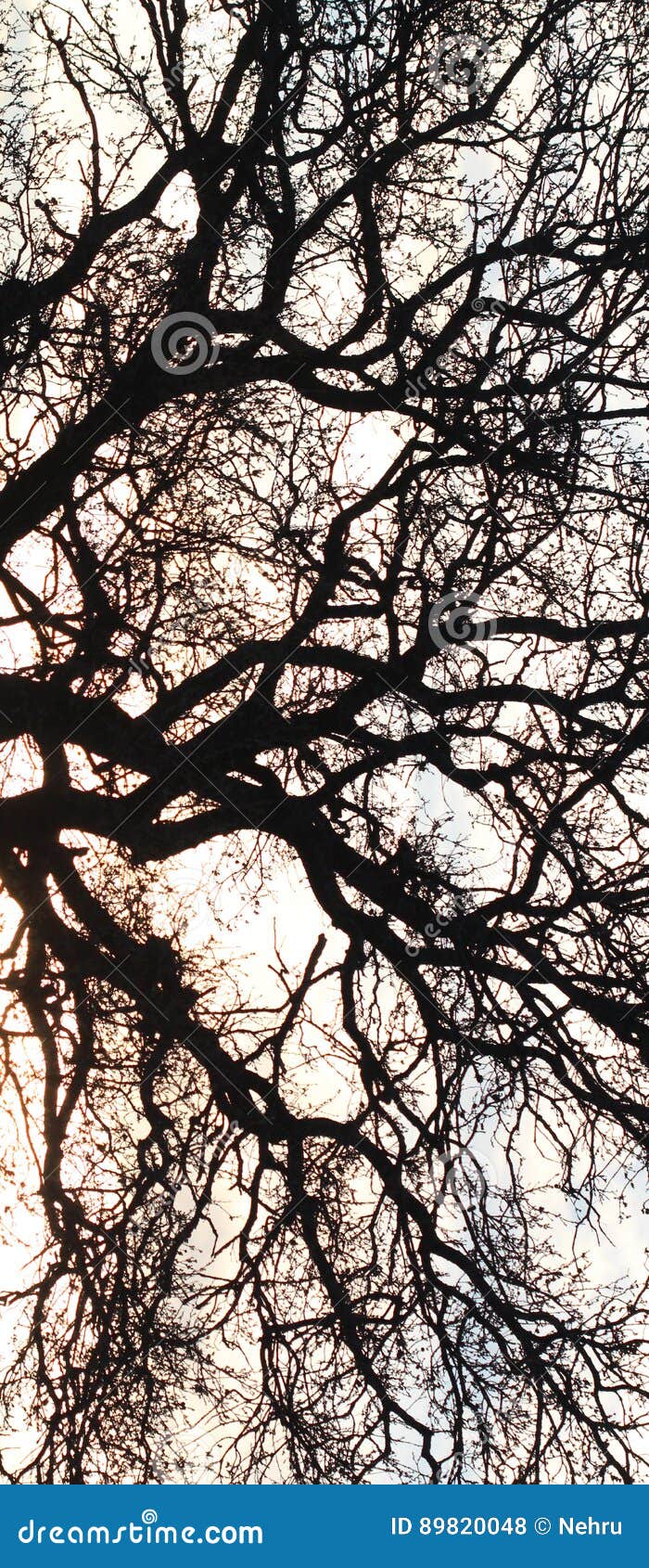 Tree Branches and Twigs Like Blood Vessels.effects Added Stock Photo ...