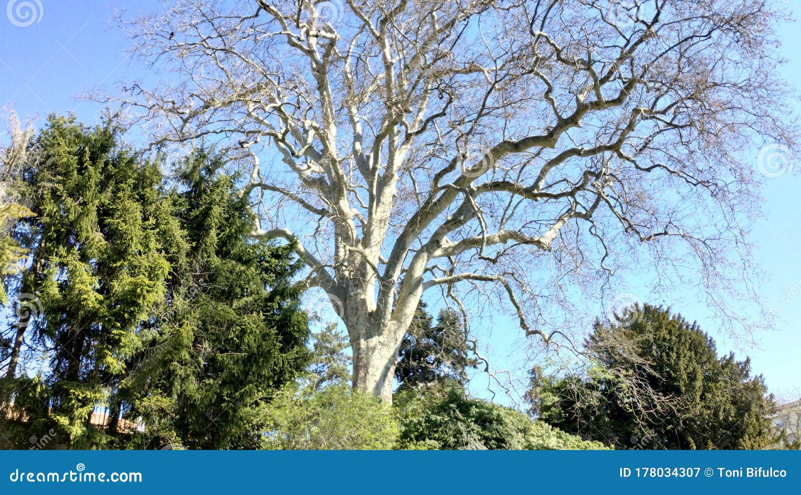 Tree Branches Twigs Sky Blue Trunk Stem Bole Green Sunshine Stock Image ...