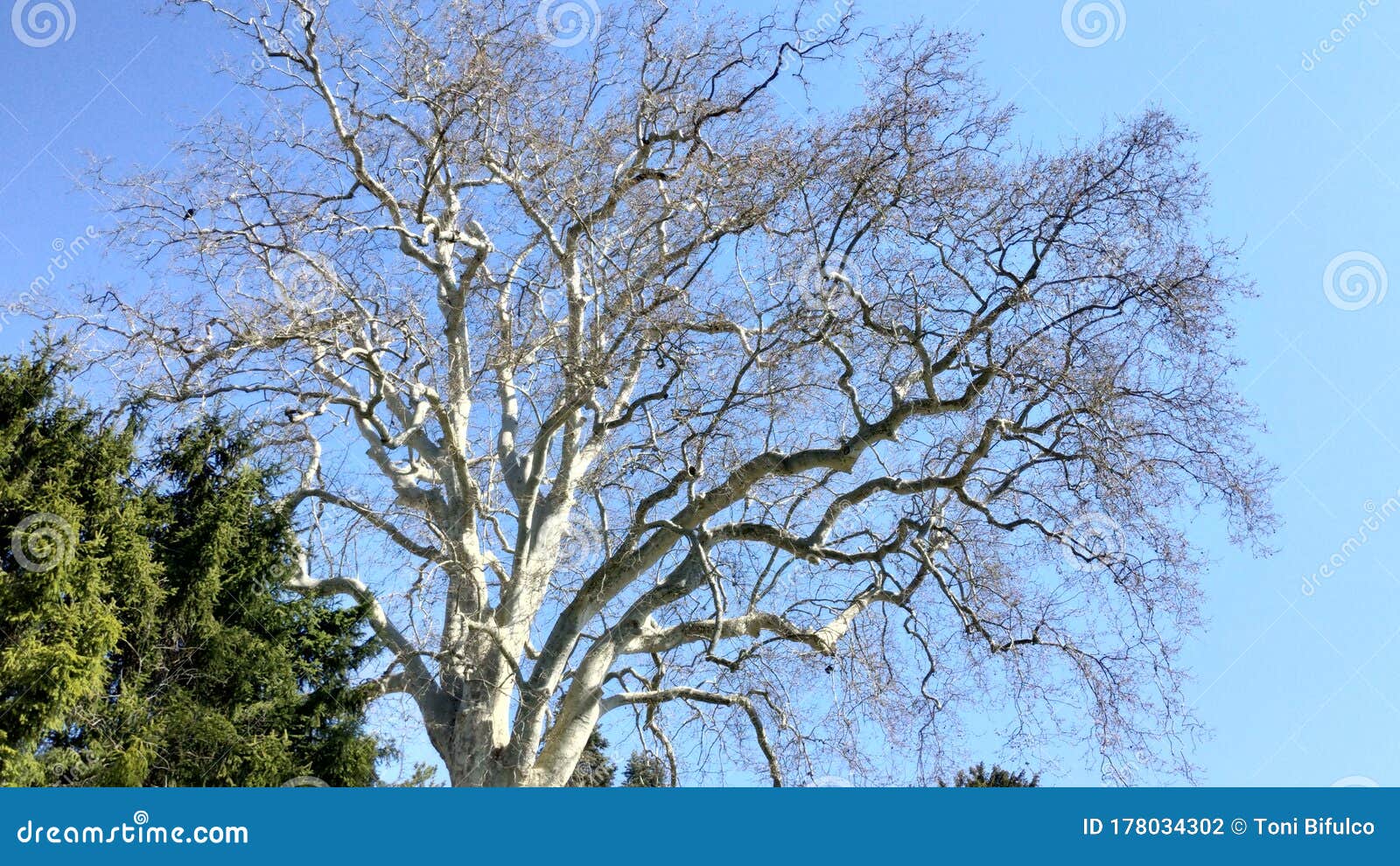 Tree Branches Twigs Sky Blue Trunk Stem Bole Green Sunshine Shrubs ...