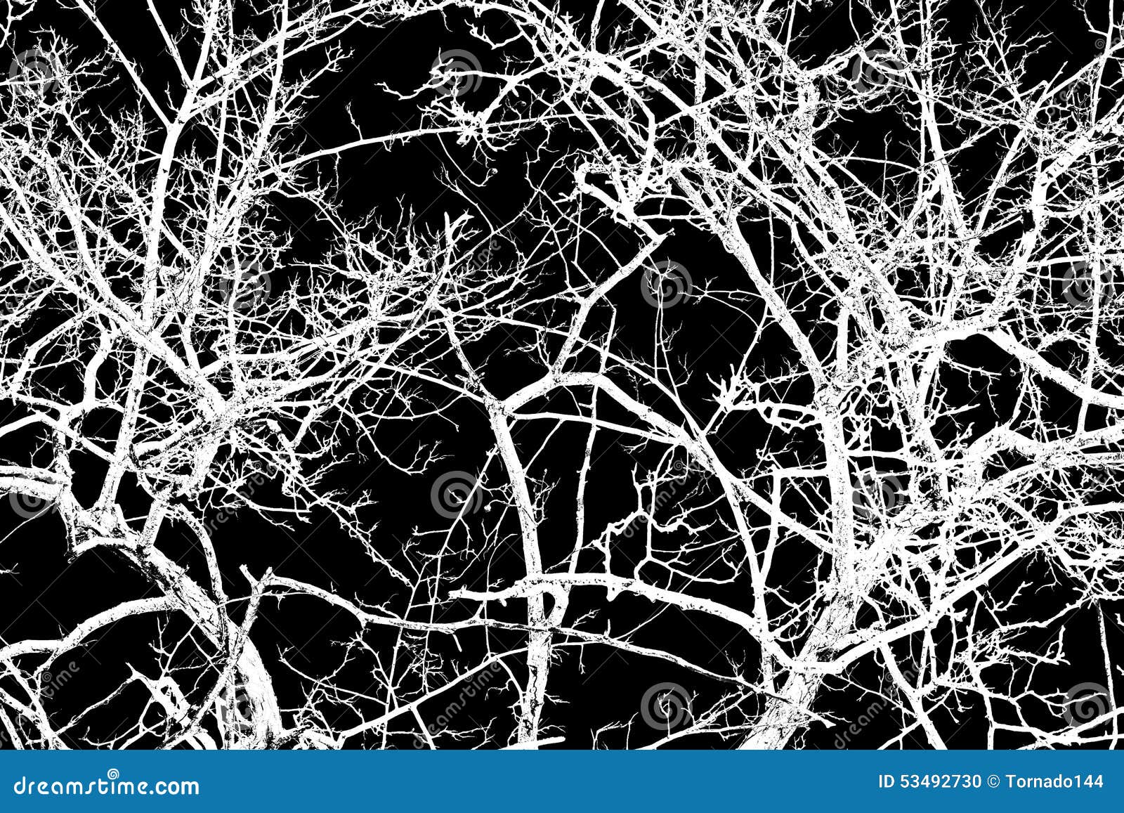 Tree Branches and Twigs of White Color on Black Background. Stock Photo ...