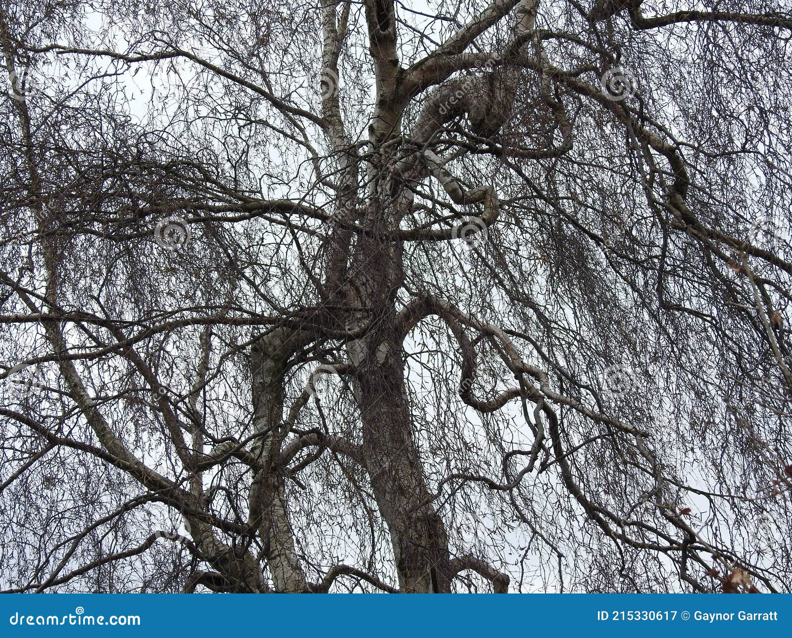 Bare Tree Branches Twisting and Turning Stock Image - Image of spring ...