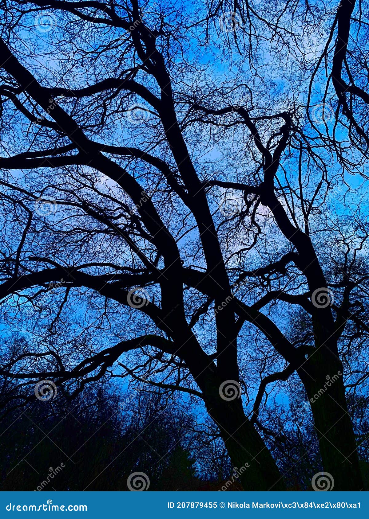 Dark Tree Branches with Blue Sky Stock Image - Image of plant, branches ...