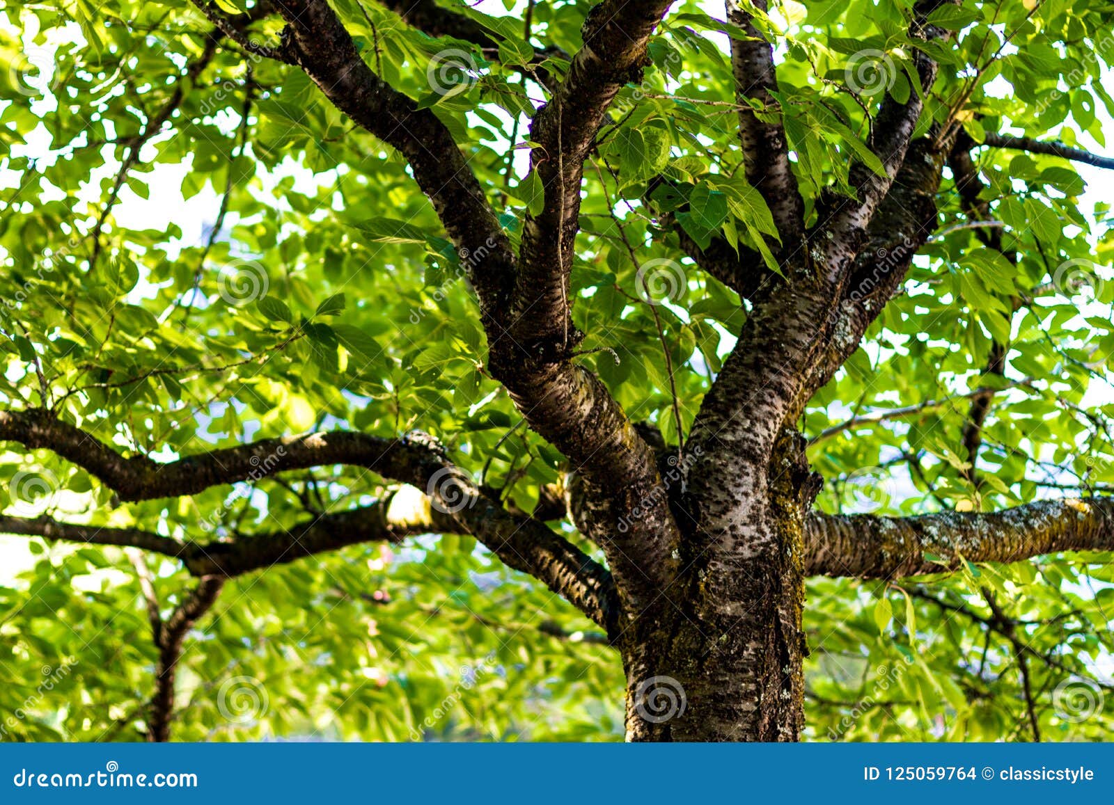 Tree Branches Under the Forest Canopy Stock Photo - Image of foliage ...