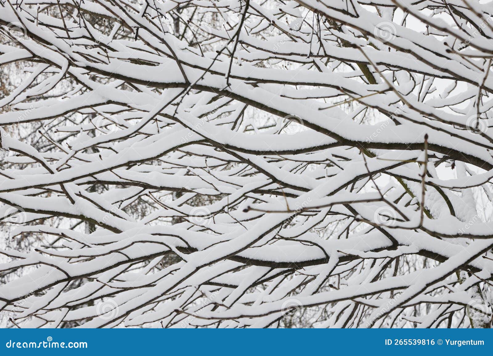 Tree Branches Under the Snow Stock Photo - Image of snow, falls: 265539816