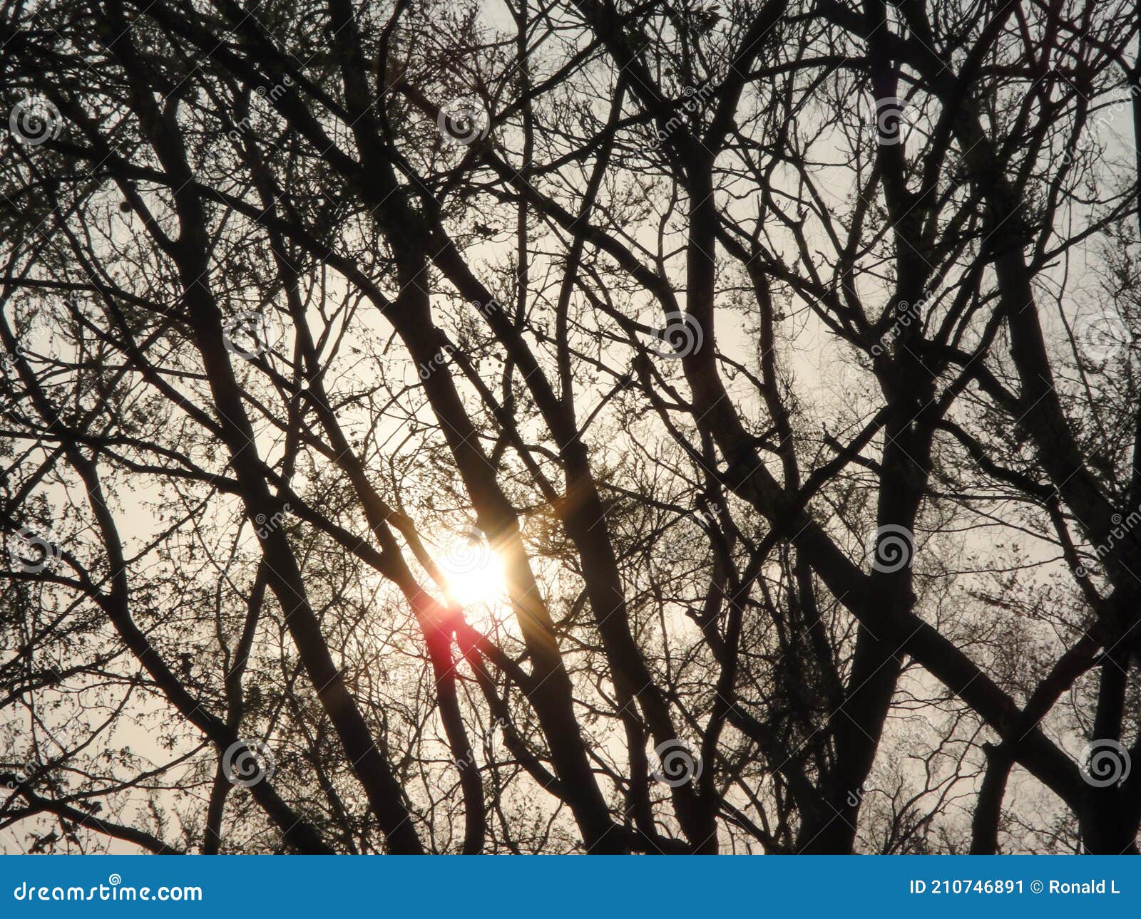 Tree Branches Under Sunlight. Sunset in the Forest Stock Image - Image ...