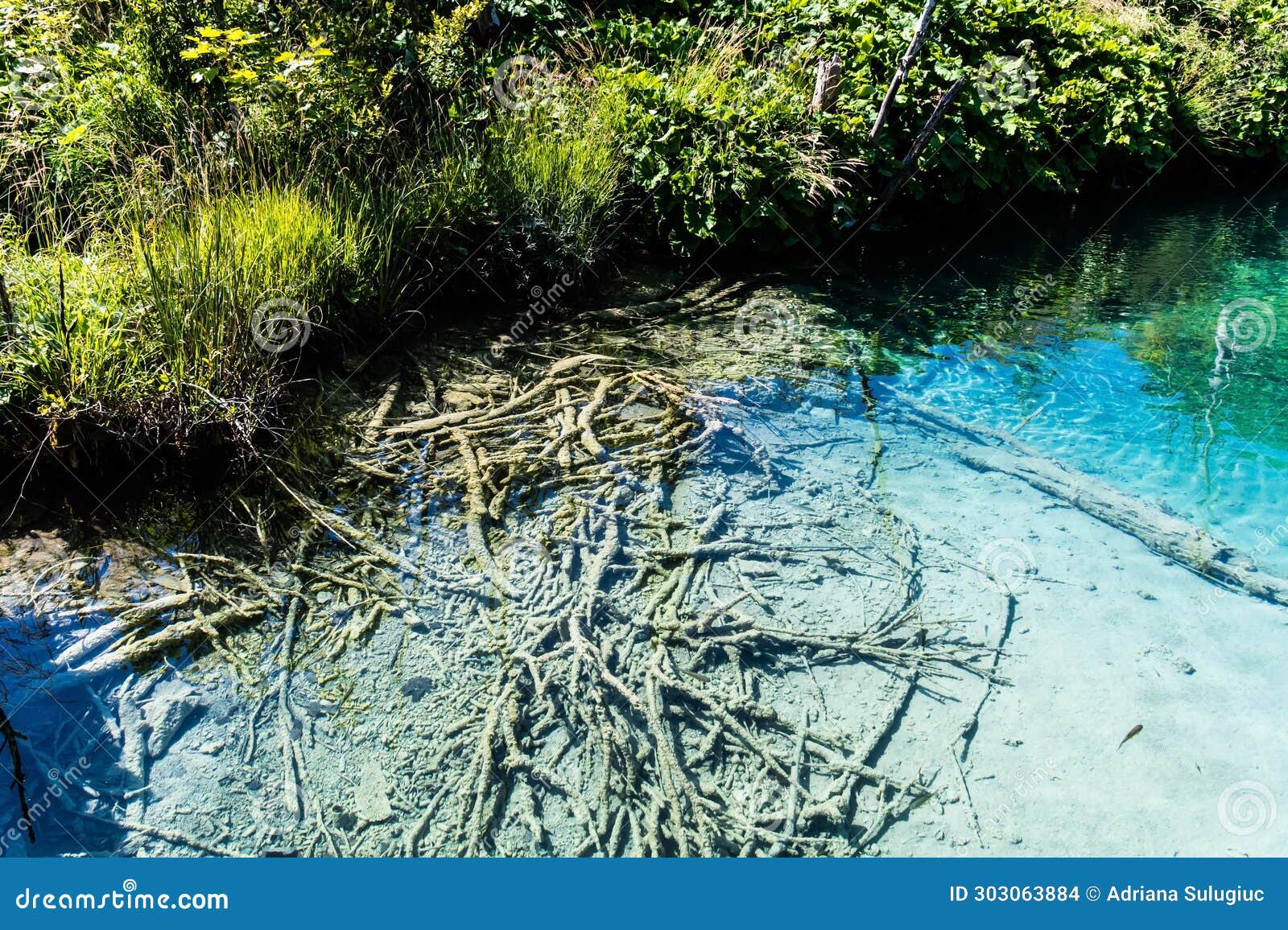 Tree branches underwater stock photo. Image of water - 303063884