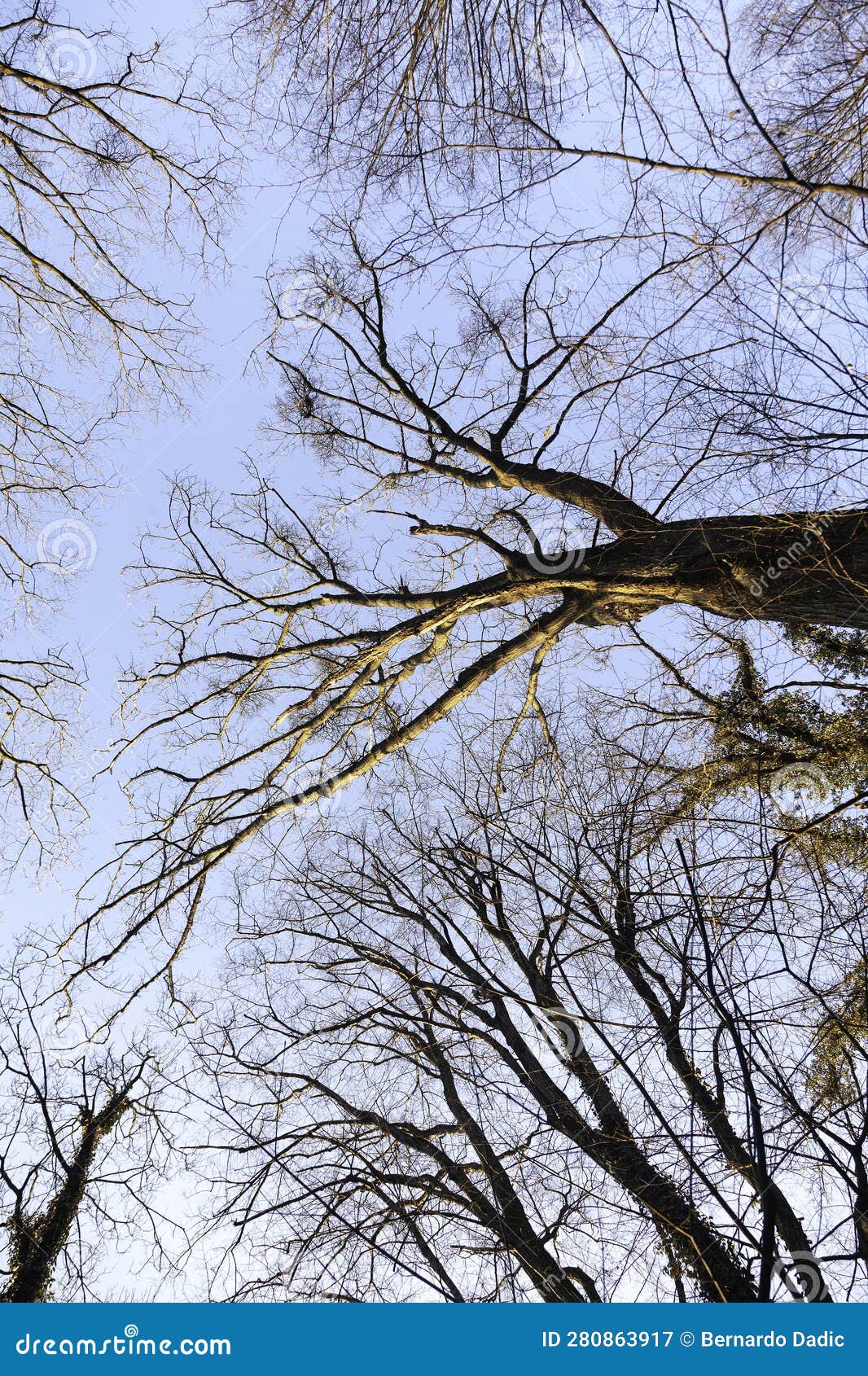 Tree branches. stock image. Image of sunlight, blossom - 280863917