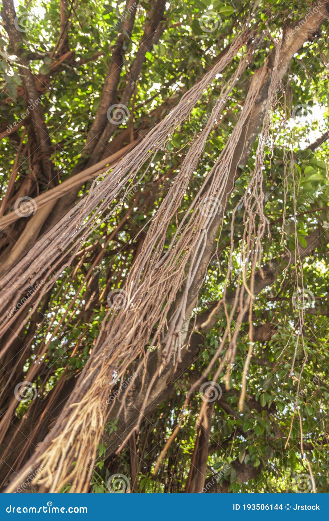Tree Branches. View from the Bottom Stock Photo - Image of outdoors ...