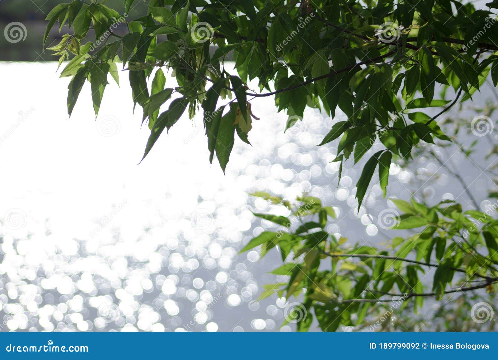 Tree Branches on the Water Background, Bright Round Sun Glare on the ...