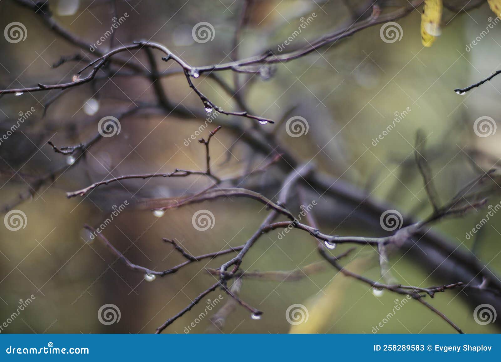Tree Branches with Water Drops. Autumn Rainy Weather Stock Image ...
