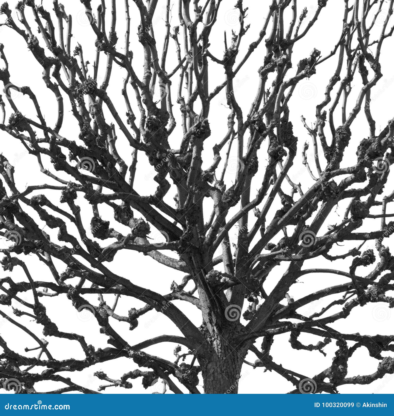 Tree branches stock image. Image of white, flora, nature - 100320099