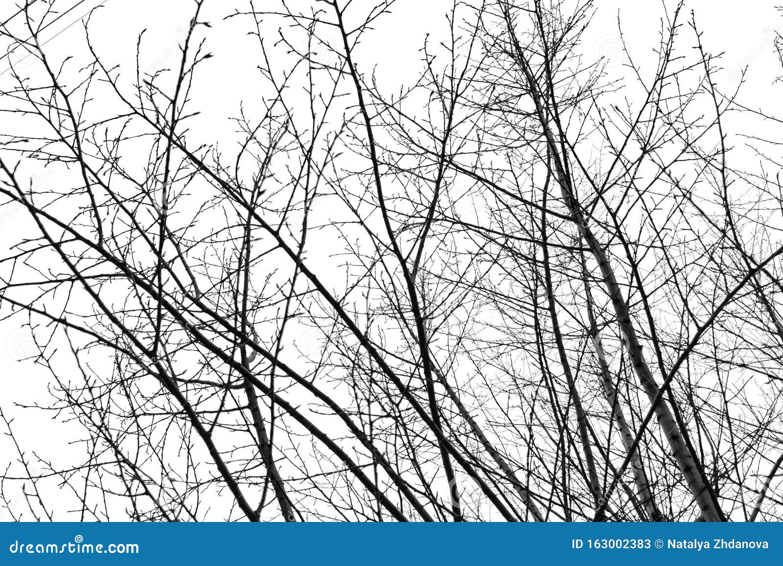 Tree Branches on a White Background. Stock Image - Image of texture ...