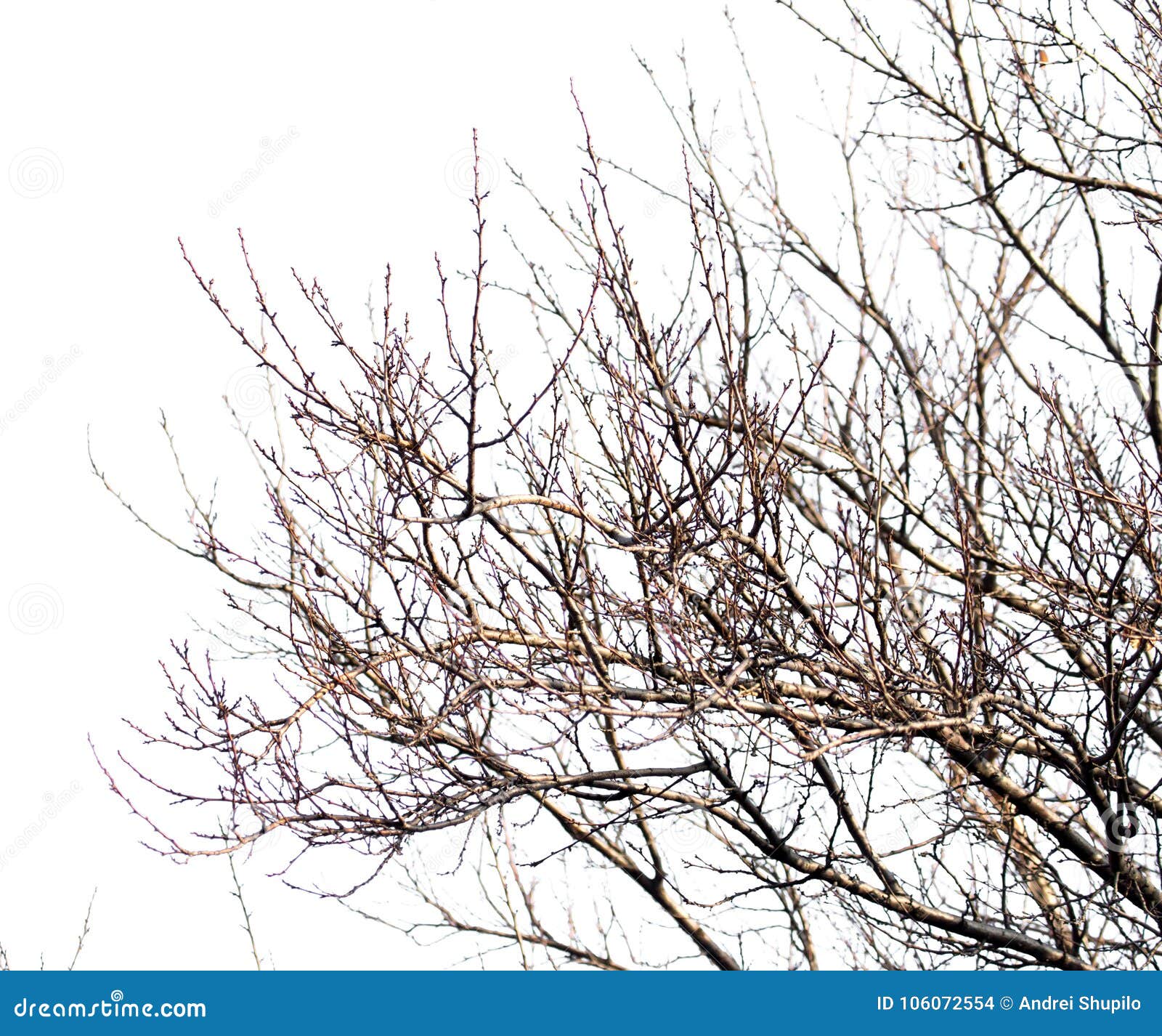 Tree Branches on a White Background Stock Photo - Image of branch ...