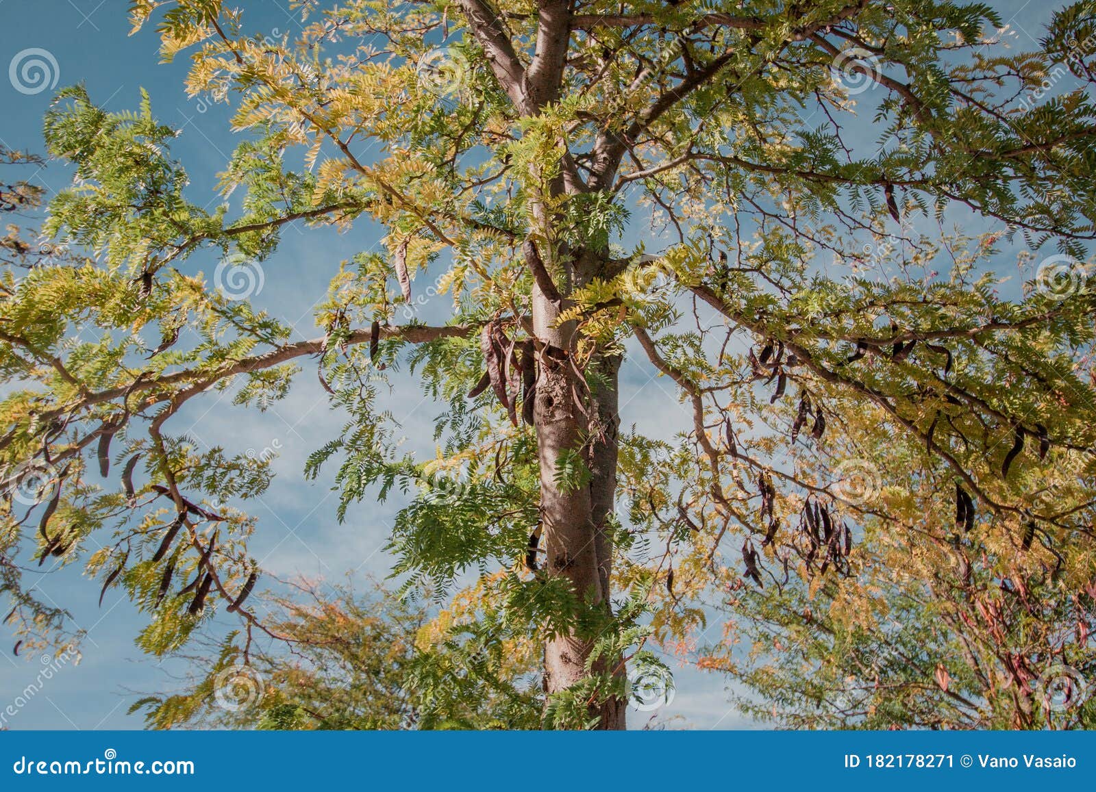 Tree branches in the wind stock image. Image of storm - 182178271
