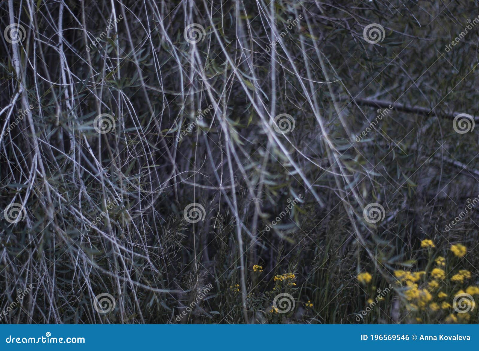 Tree Branches in Windy Weather Stock Photo - Image of summer, evening ...