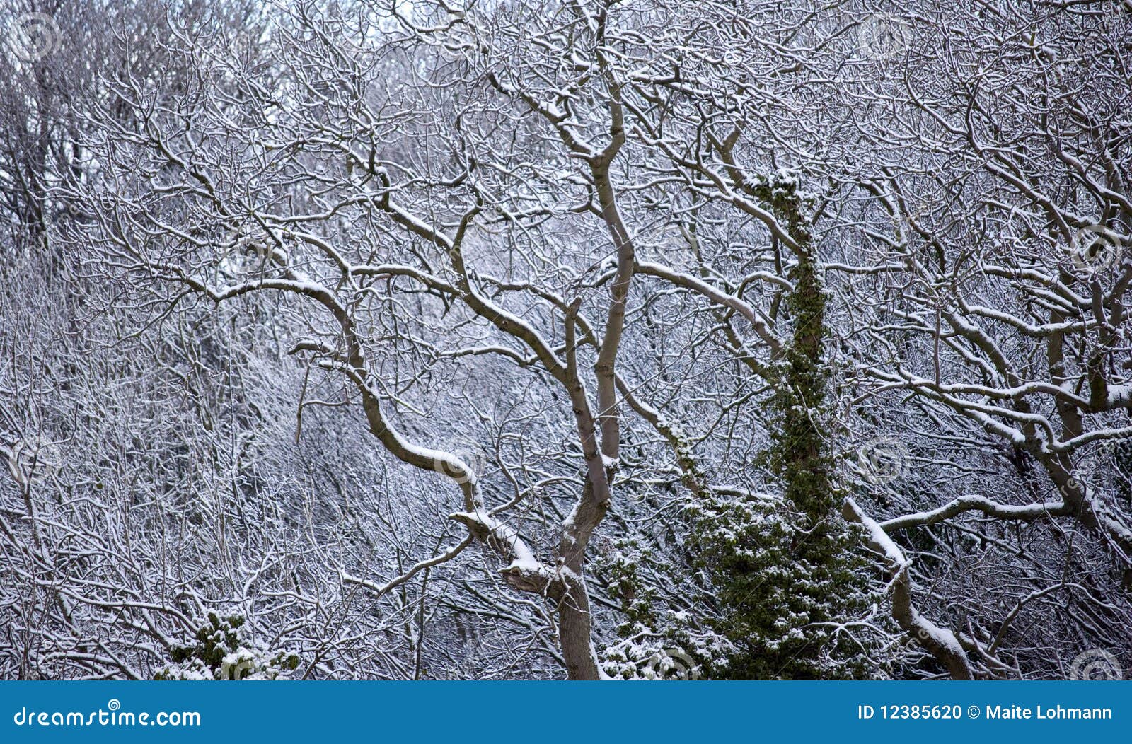 Tree branches in Winter stock photo. Image of colour - 12385620
