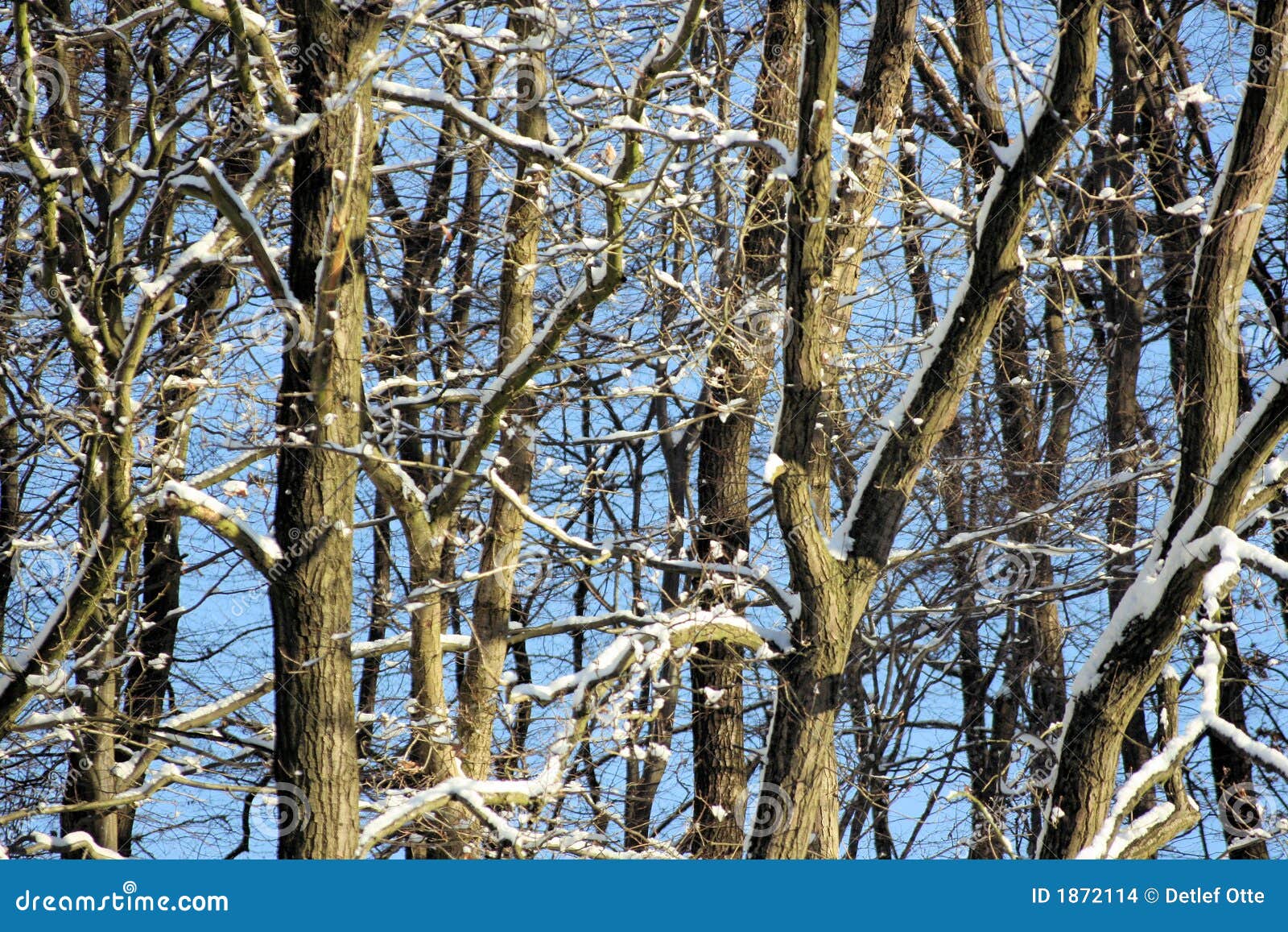 Tree branches in winter stock photo. Image of tree, blue - 1872114
