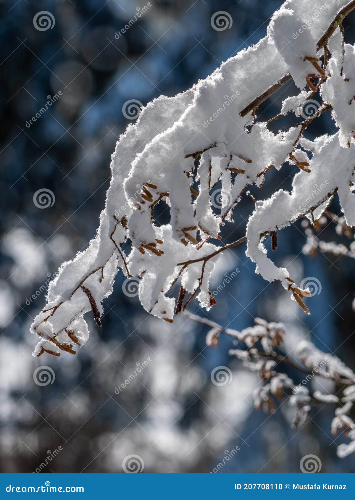 Tree branches in winter stock photo. Image of natural - 207708110